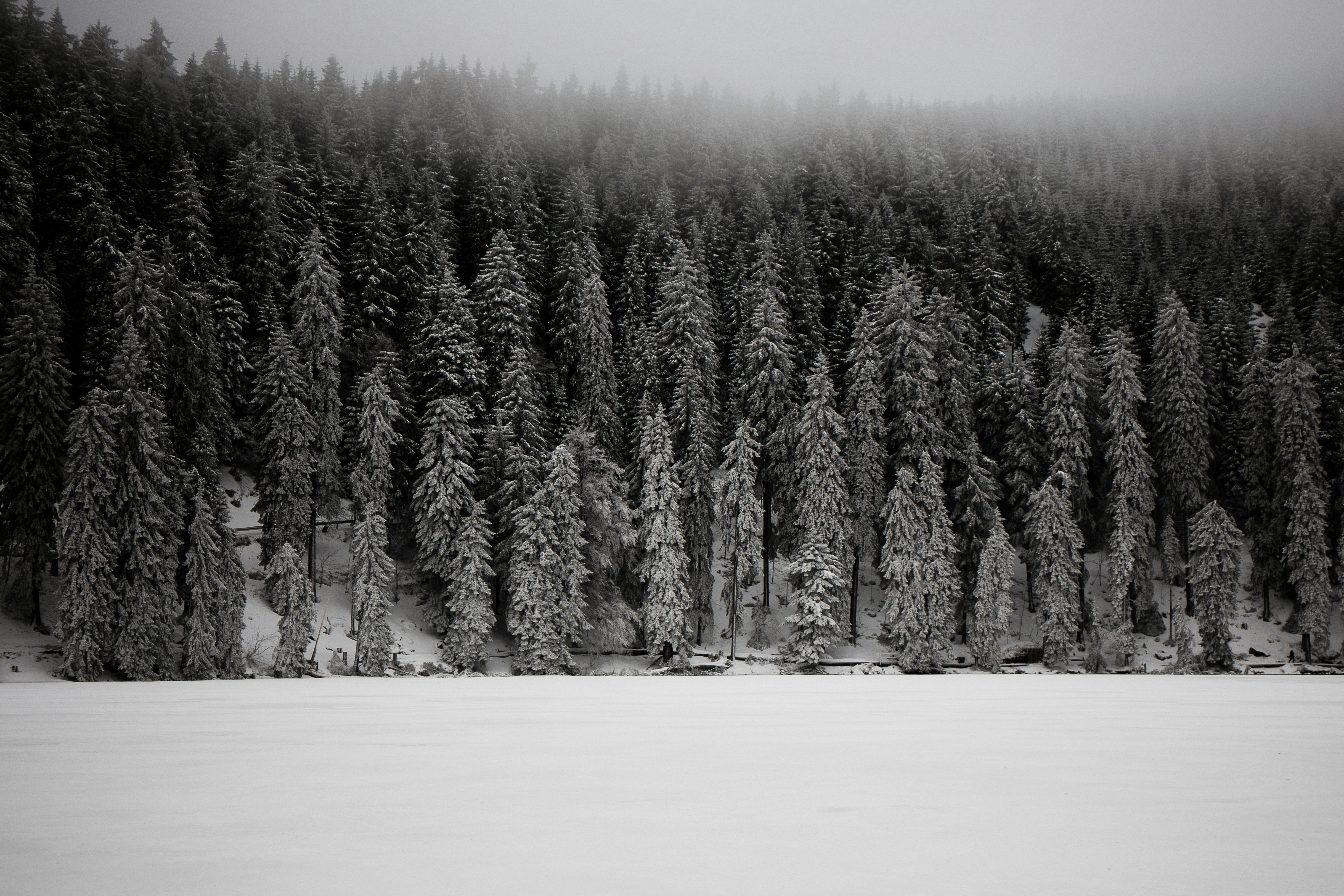 Grayscale photo of snow covered pine trees photo – Free Nature Image on ...