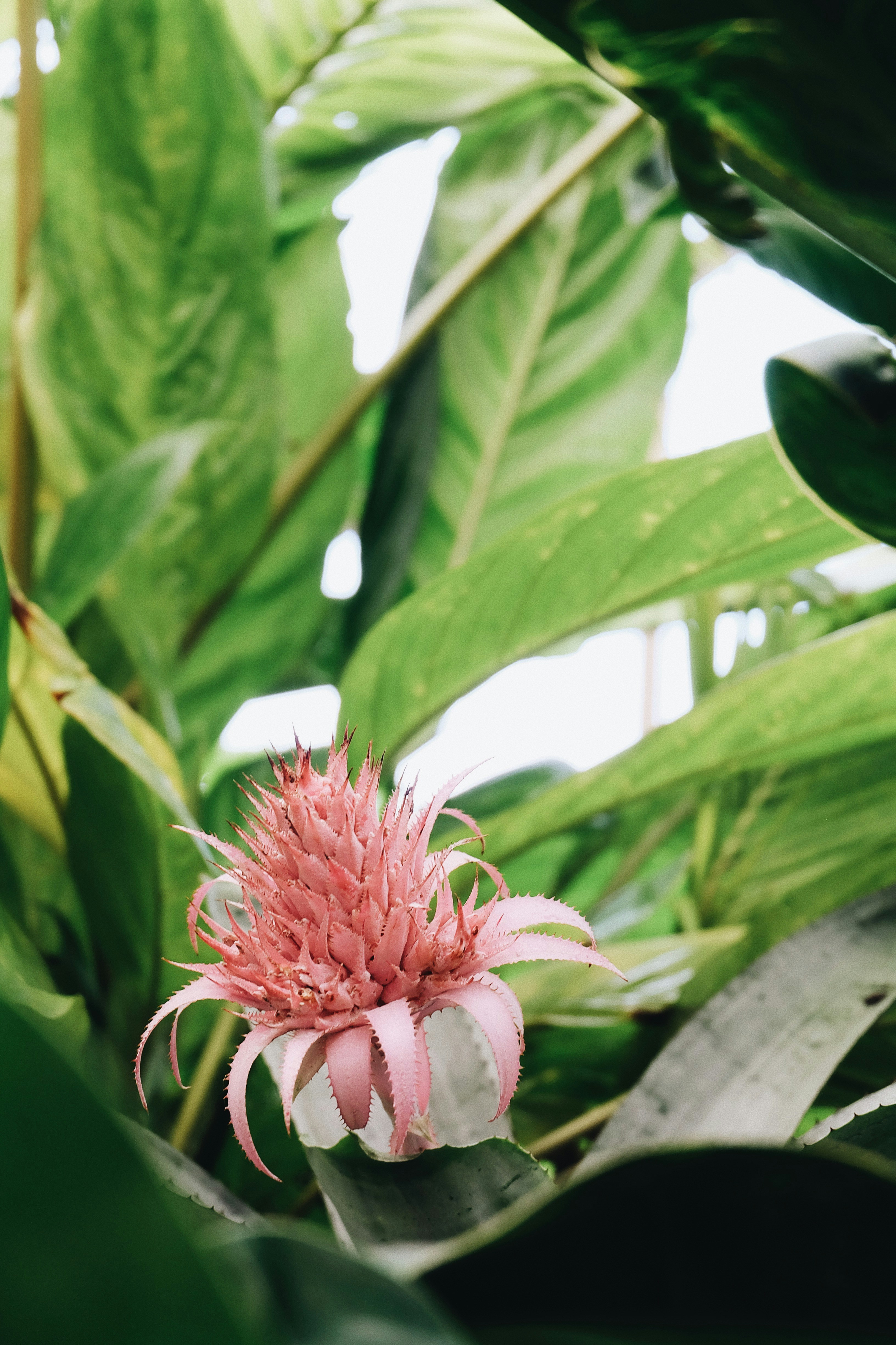 Vibrant pink pineapple flower emerging from dense green foliage, showcasing the beauty of tropical flora.