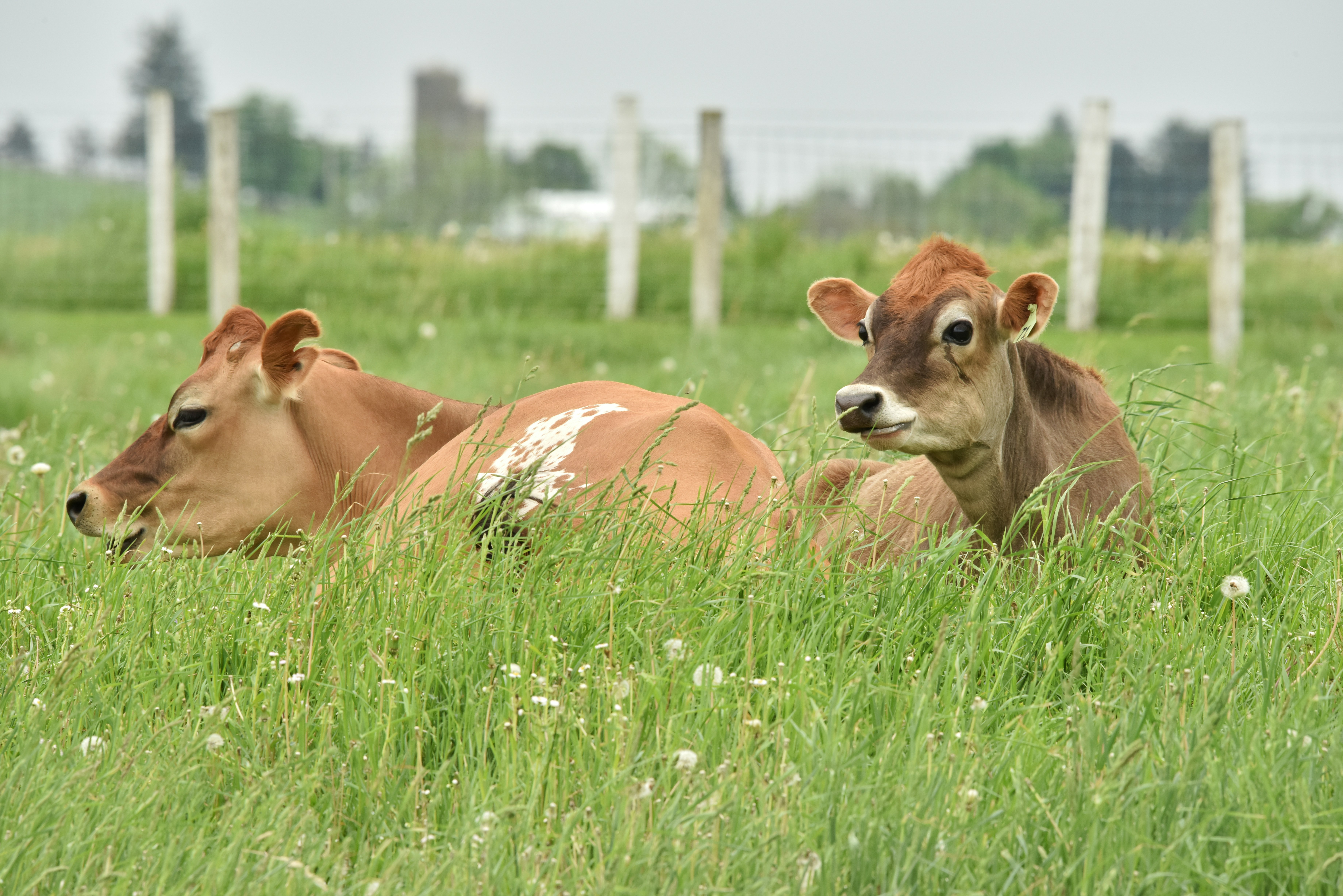 Dos reses marrones en un campo de hierba verde durante el día foto ...