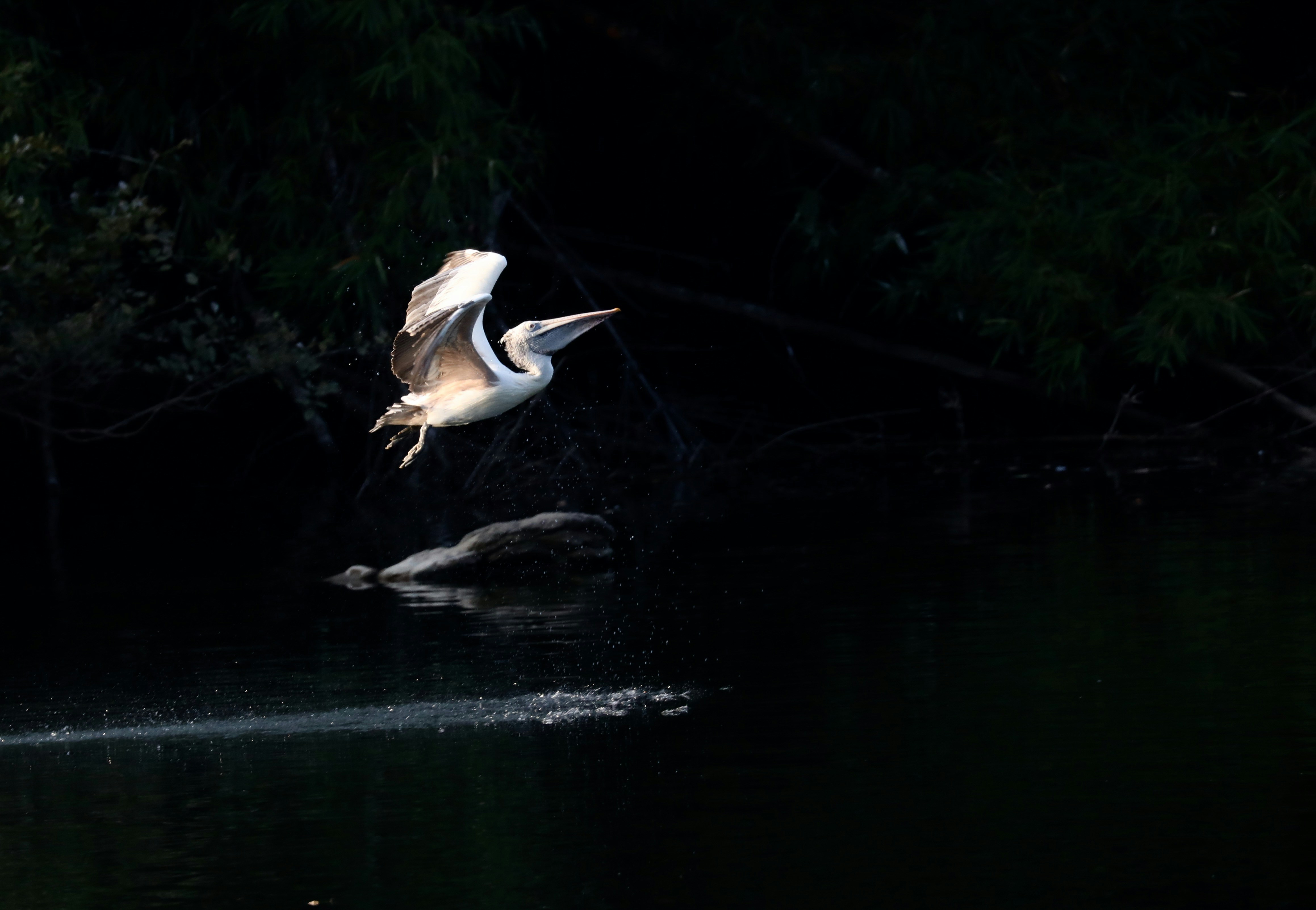 Bird flying over body of water photo – Free Bird Image on Unsplash