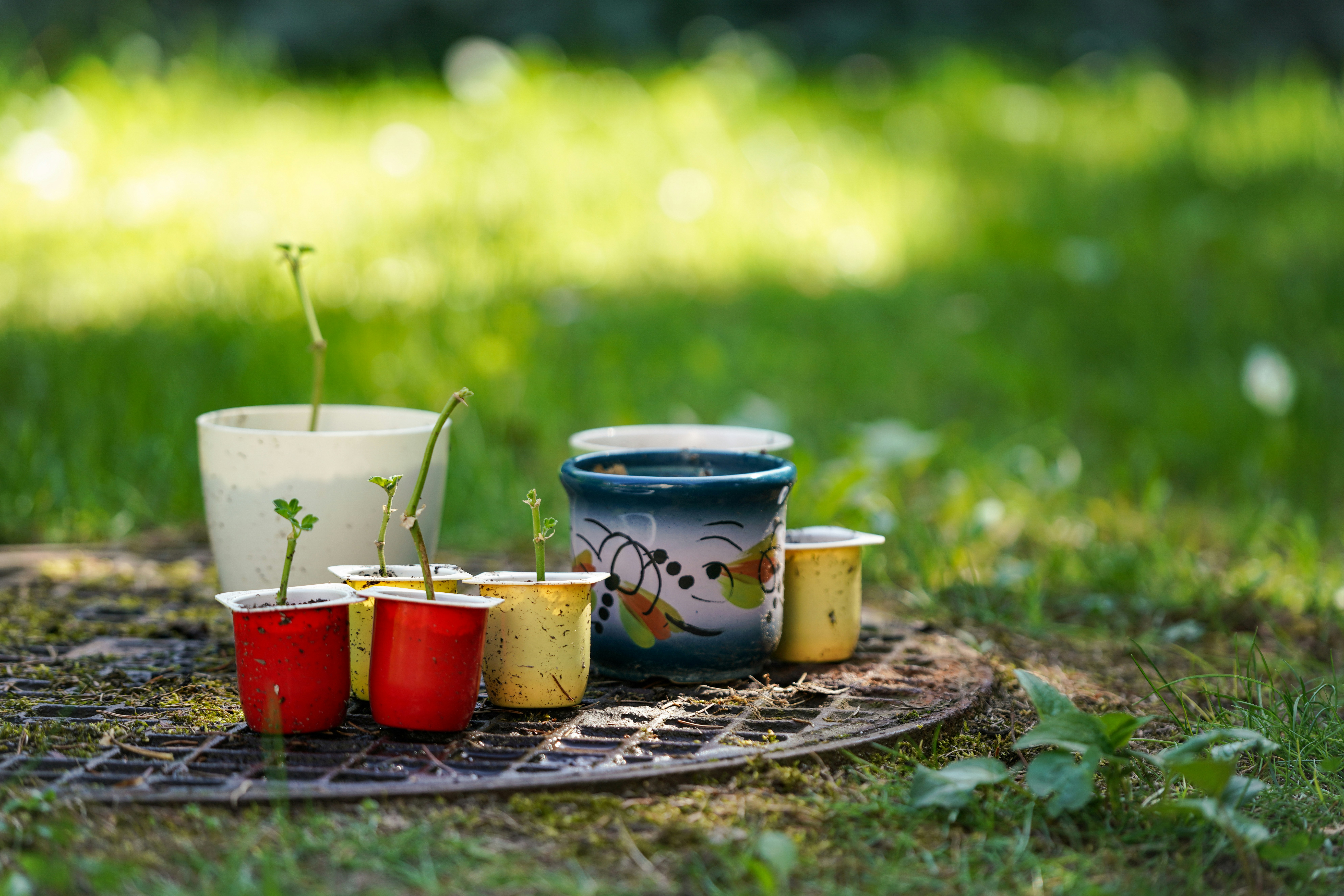 Colorful pots with young plants resting on a textured surface, surrounded by lush green grass. The scene conveys a sense of nurturing and growth.