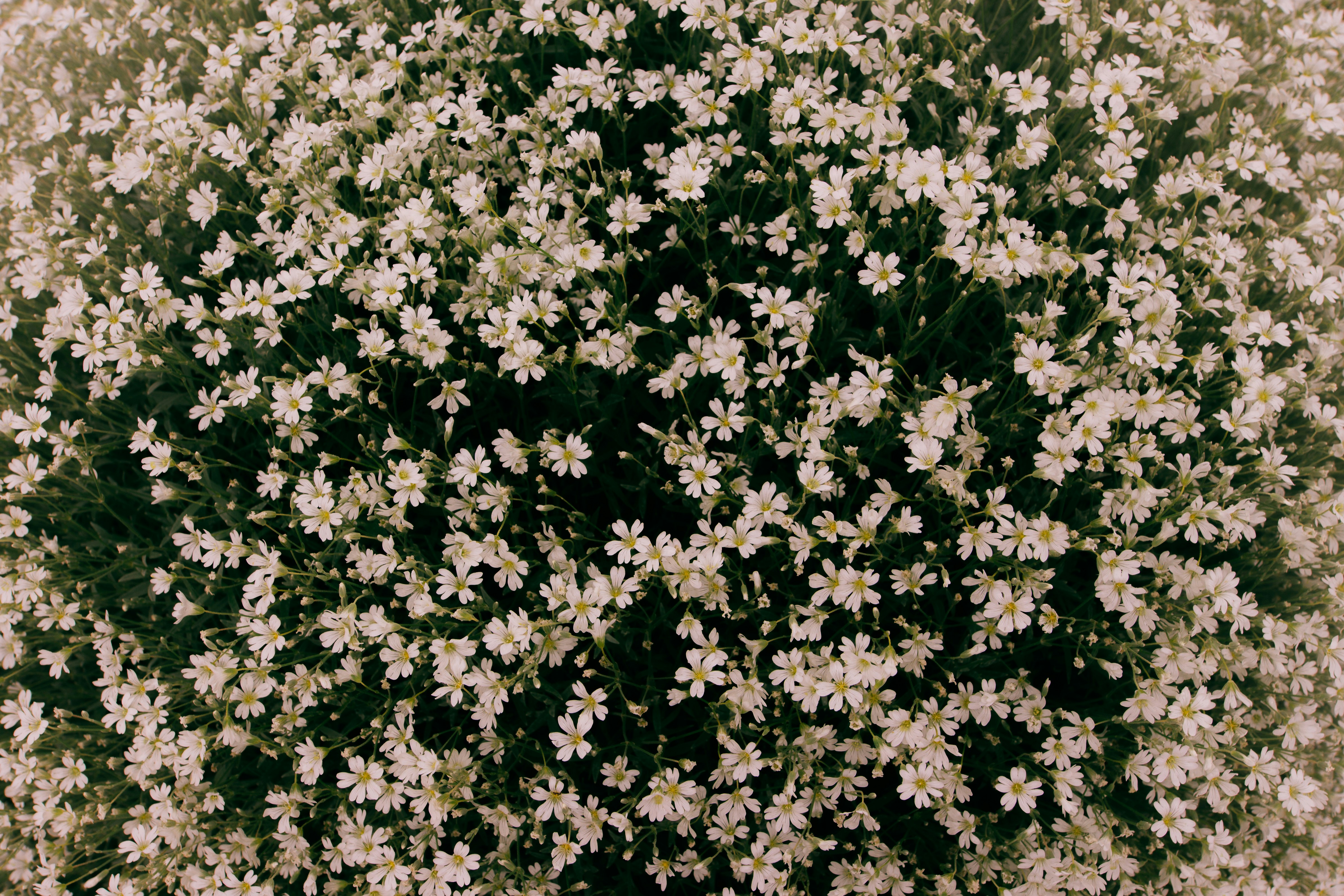 White Petal Mosaic: A Close-Up Field of Tiny Blossoms