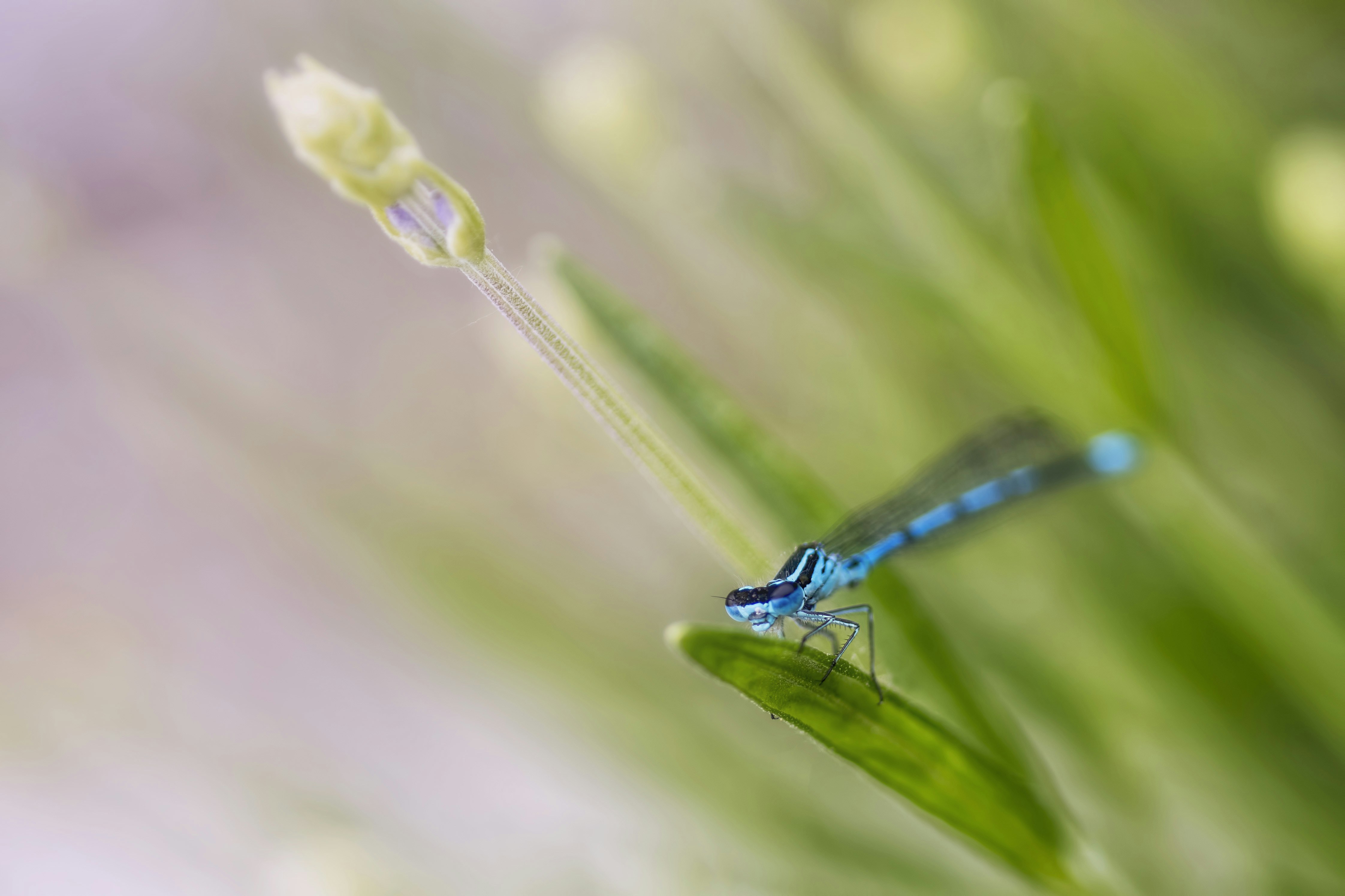 Blue dragonfly perched on a leaf surrounded by soft-focus greenery.