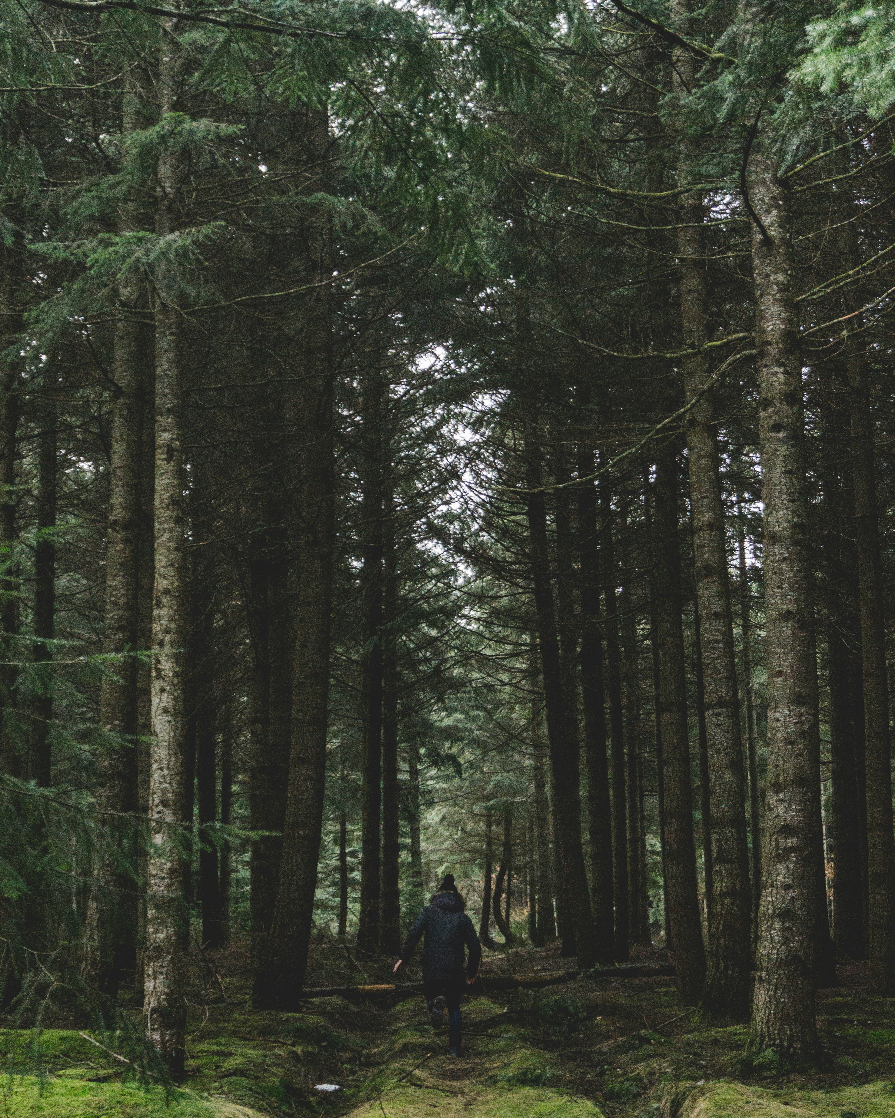 Running Forest Pictures | Download Free Images on Unsplash