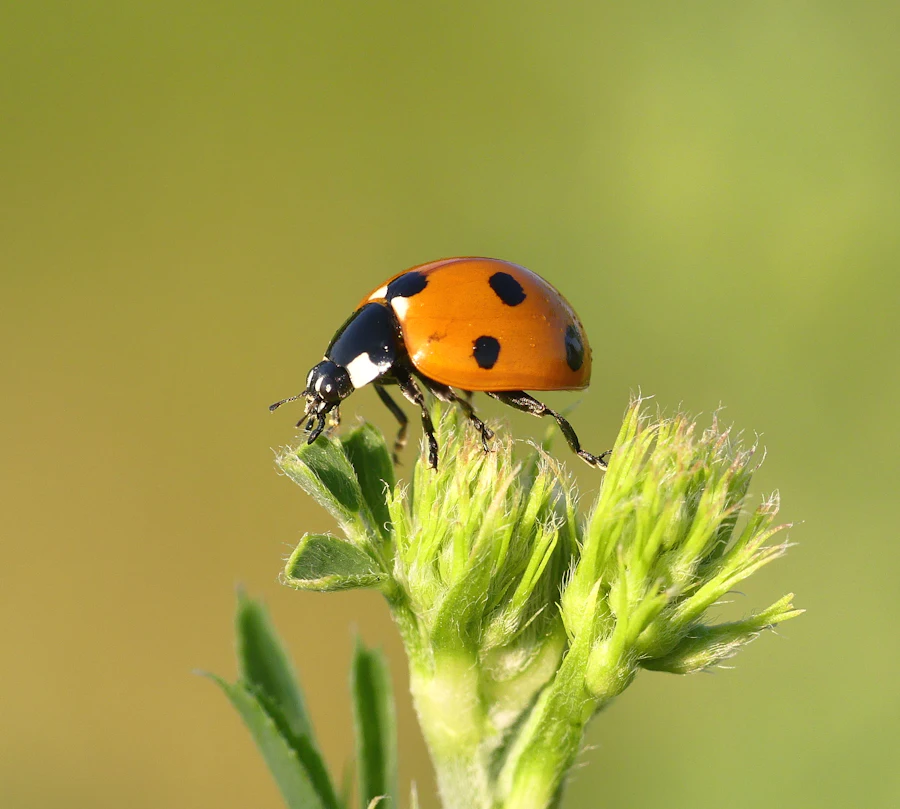 Orange ladybug with black spots climbing a fuzzy green flower bud against a soft blurred background.