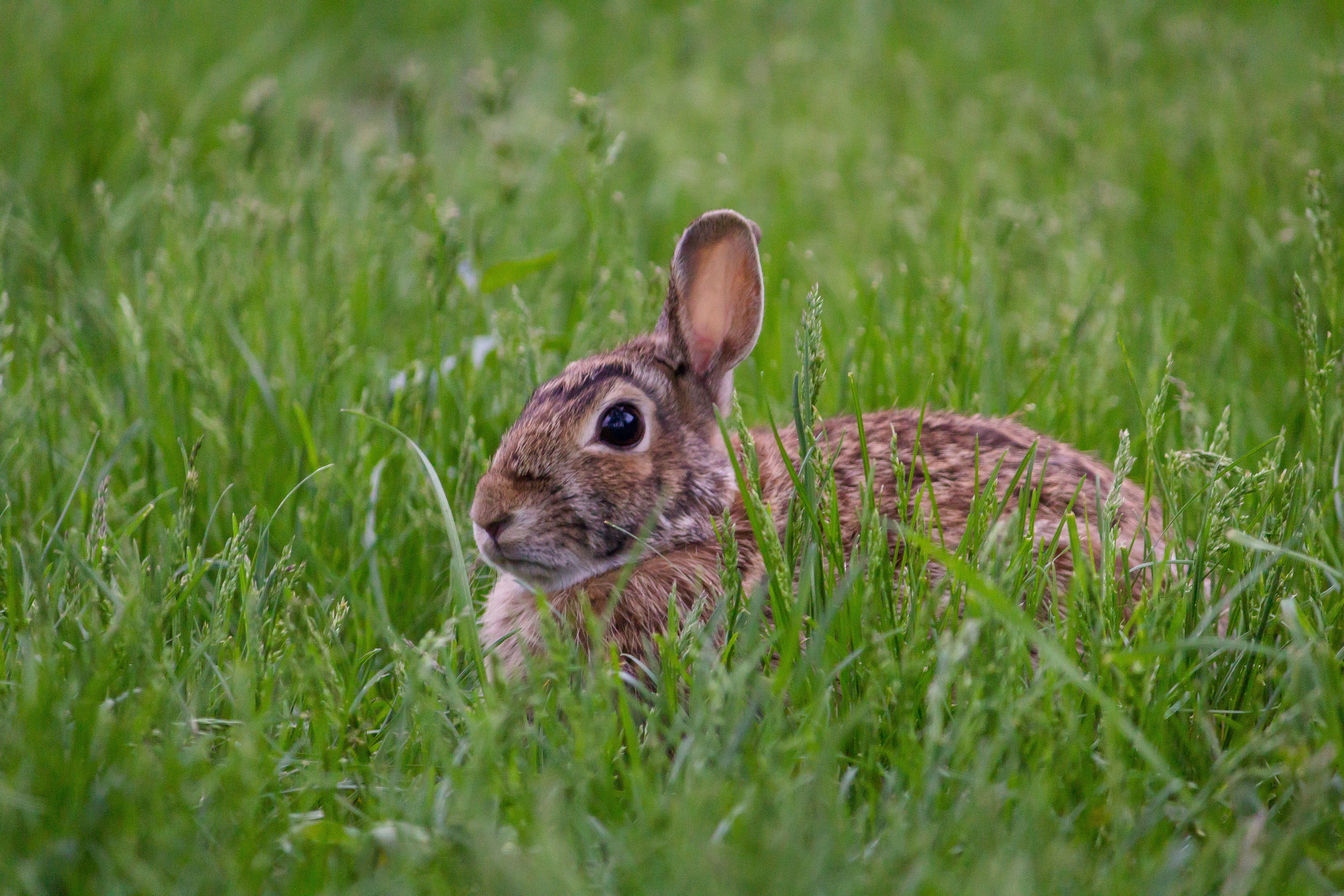 Brown hare nestled in lush green grass during daylight.