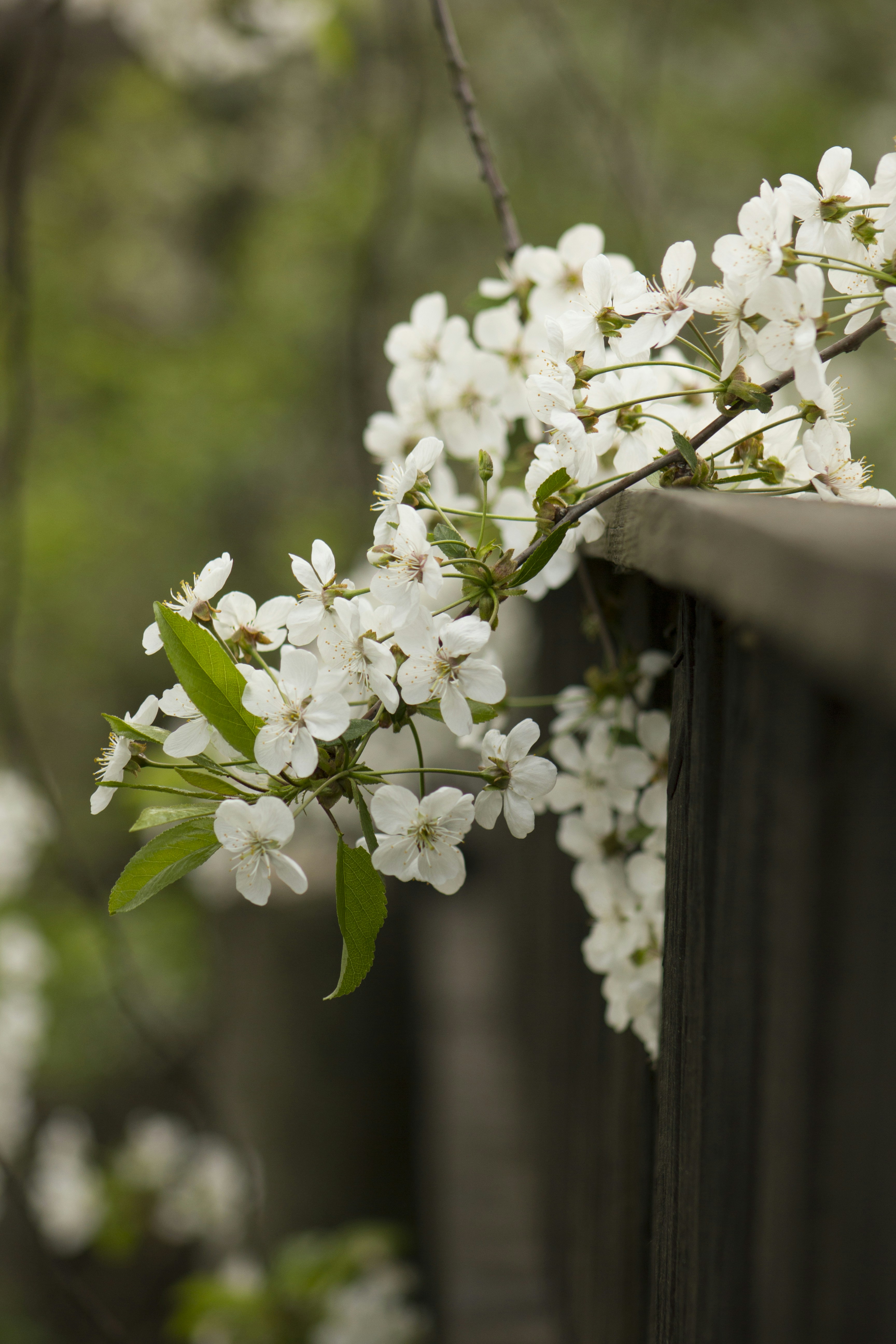 Whispering White Blossoms Along a Weathered Fence