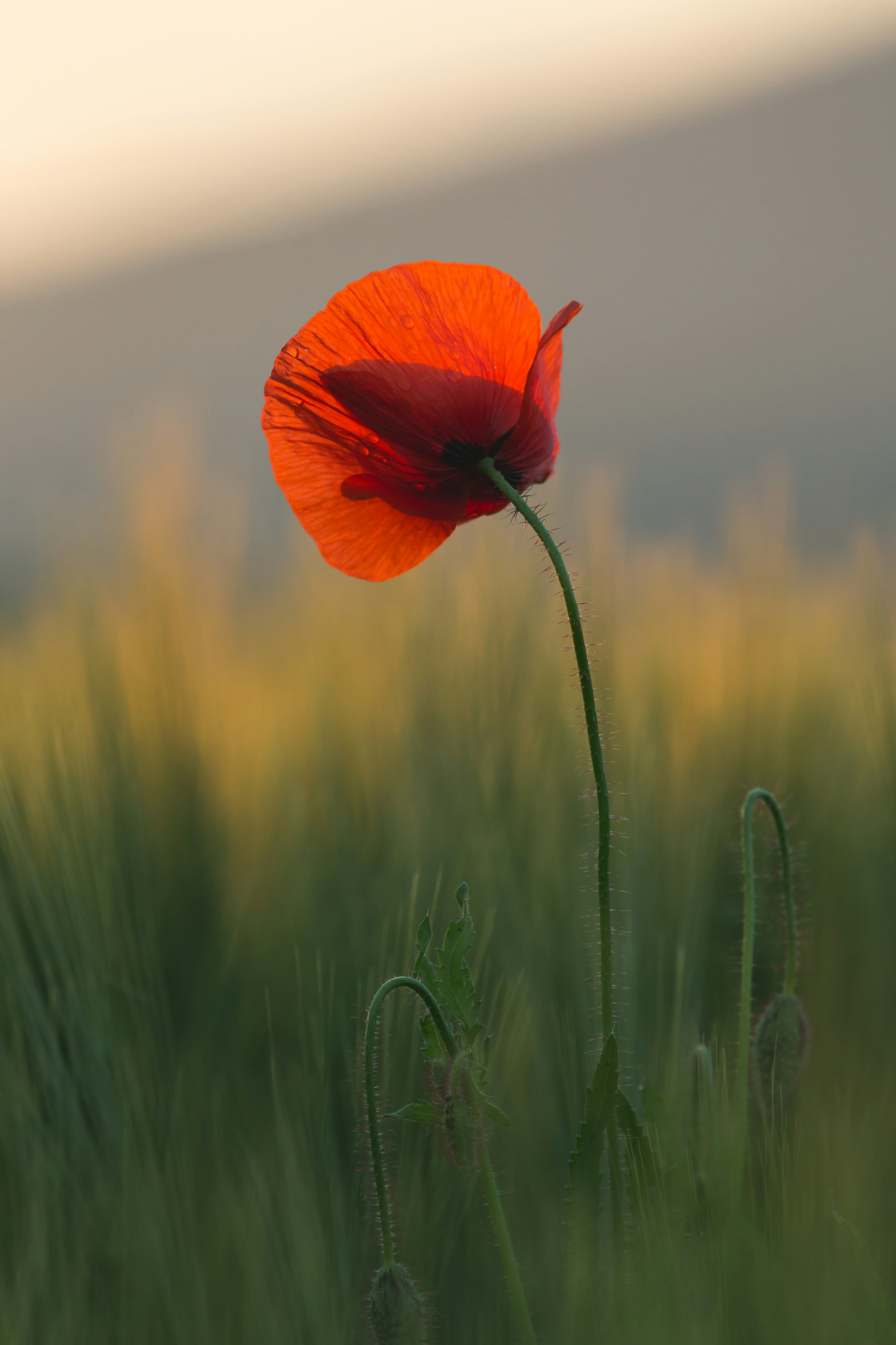 Vibrant red poppy flower stands tall amidst a field of green grass, illuminated by soft morning light.