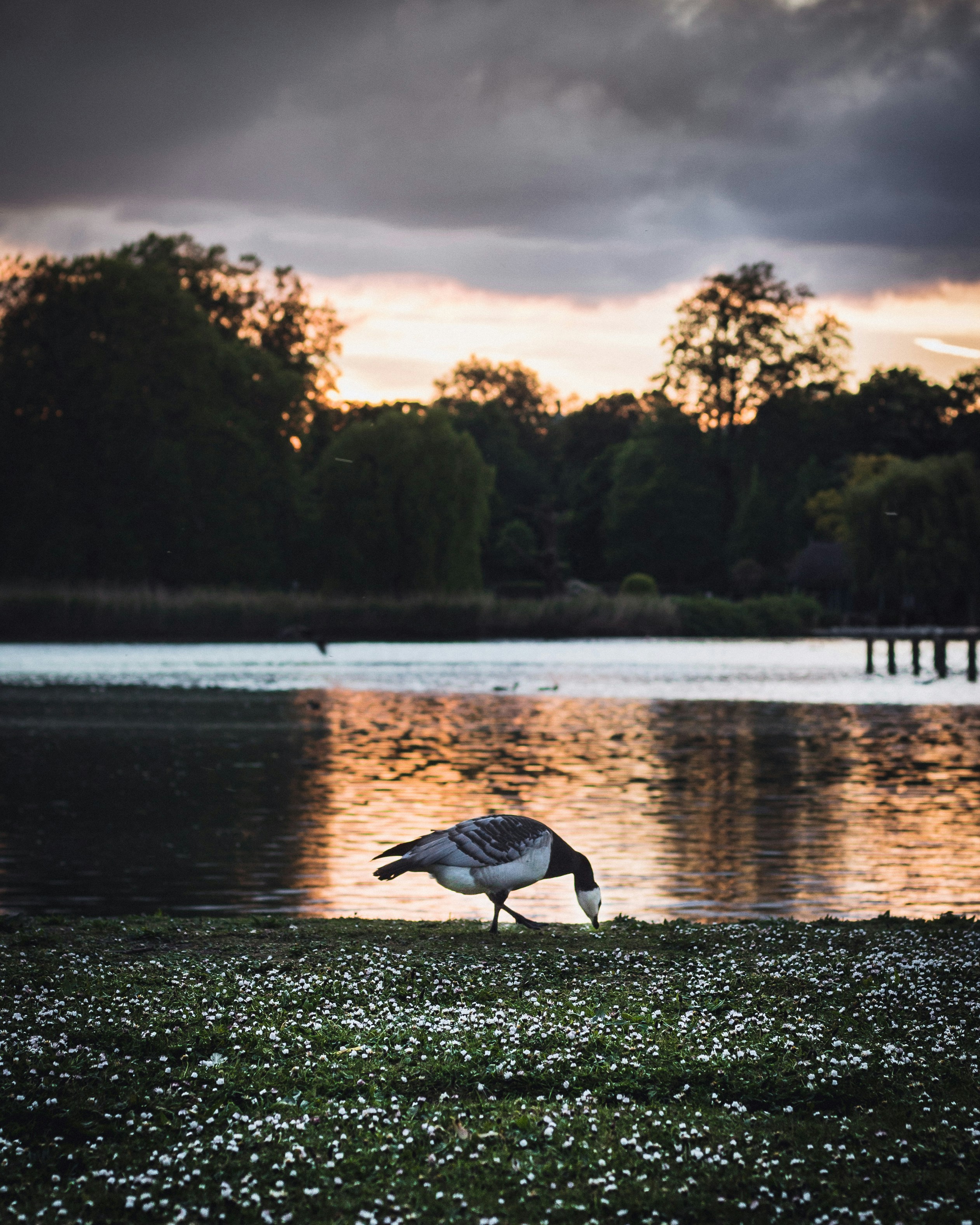 Edge of Light: A lone egret forages along a sunset-lit lakeshore