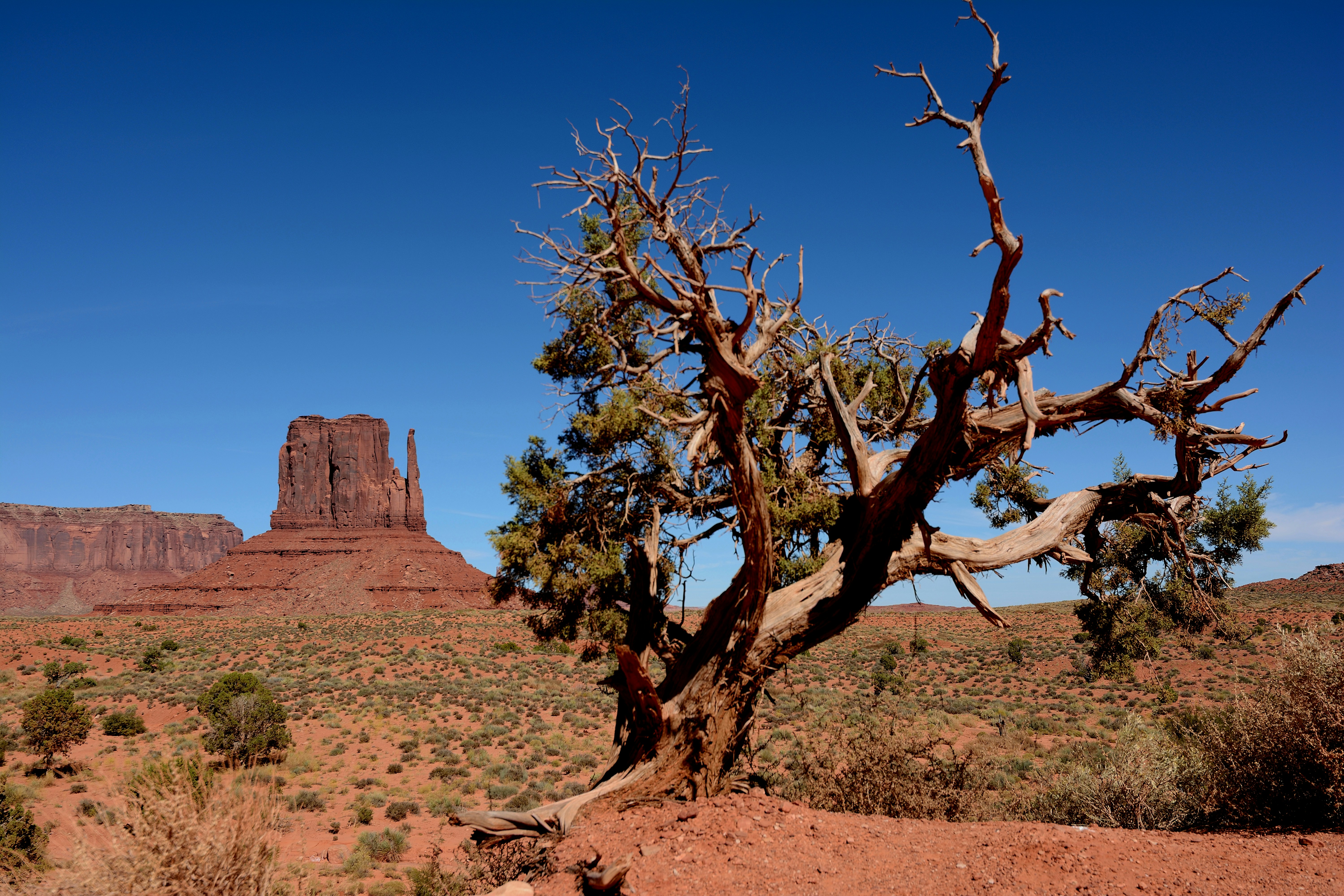 Tree In Desert Pictures | Download Free Images on Unsplash
