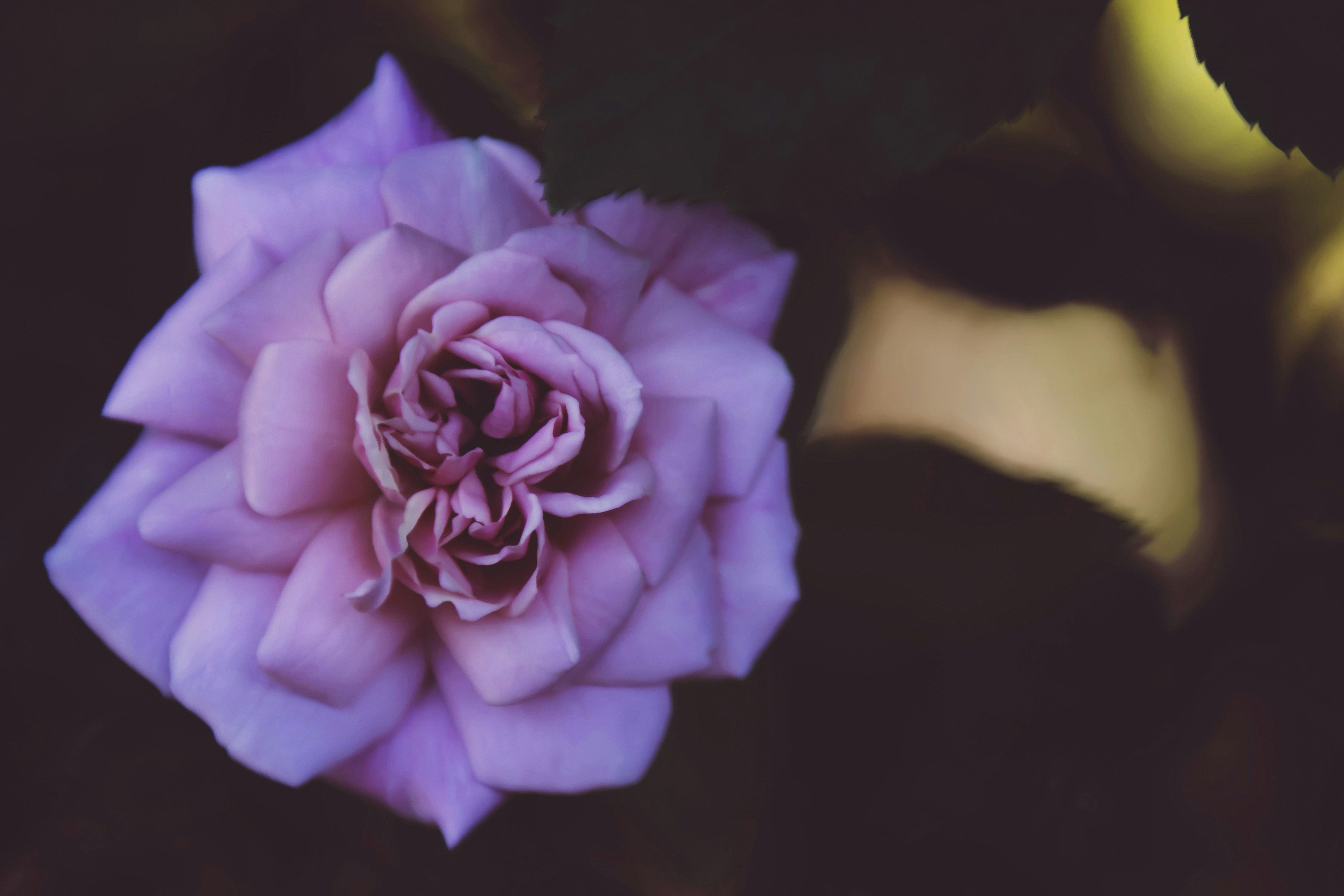 Lavender rose blooming amidst dark foliage, showcasing intricate petal layers. The delicate hues create a serene ambiance.