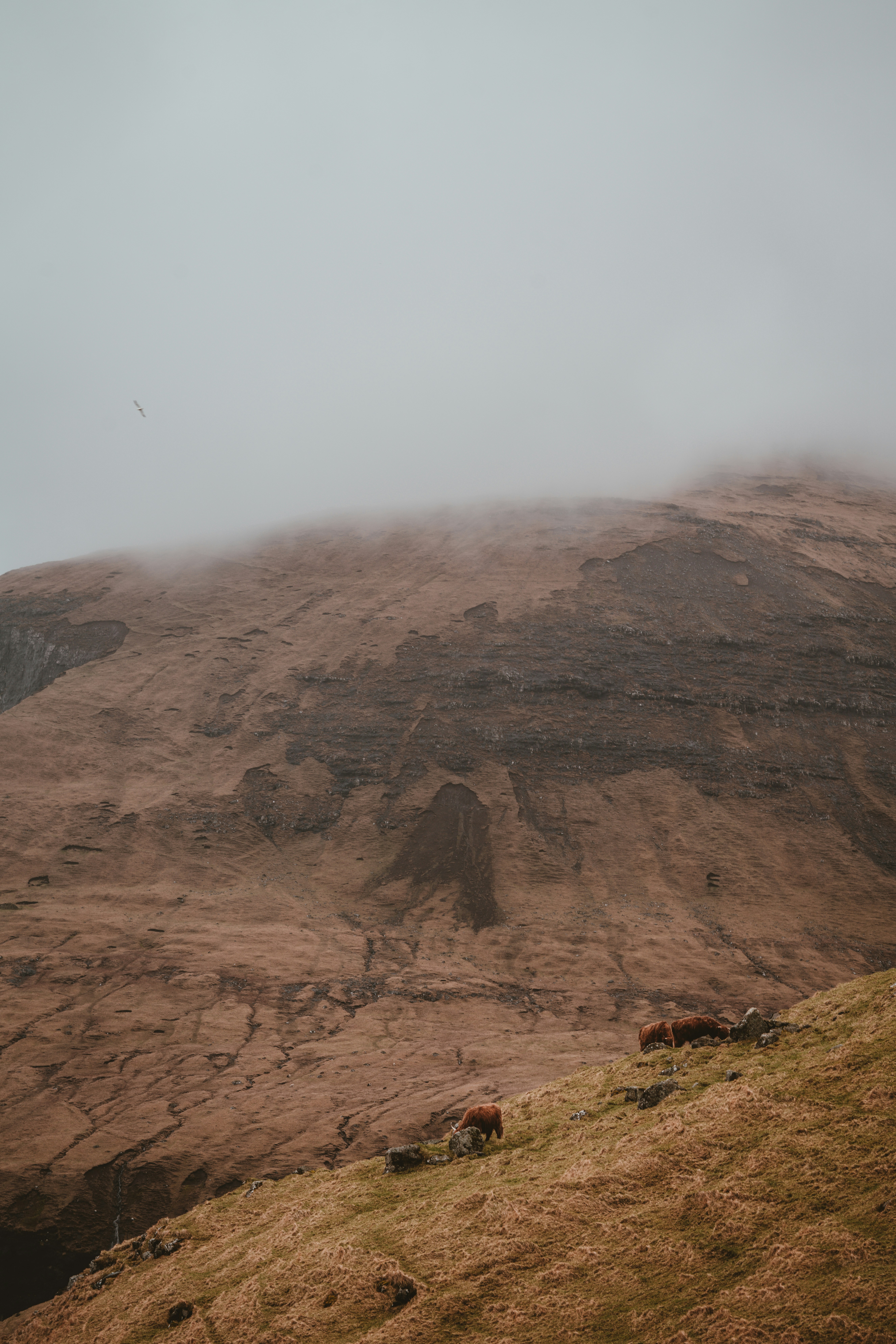 Highland cow grazing on hillside | two cattle on hill