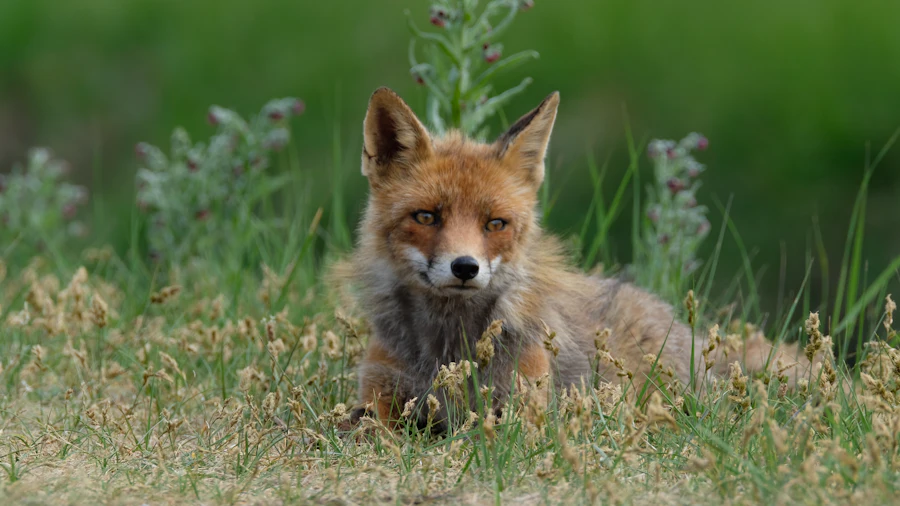 A red fox lies in a grassy field, facing the camera with ears perked and a soft green background. Wildflowers and dry stems frame the fox in the foreground.