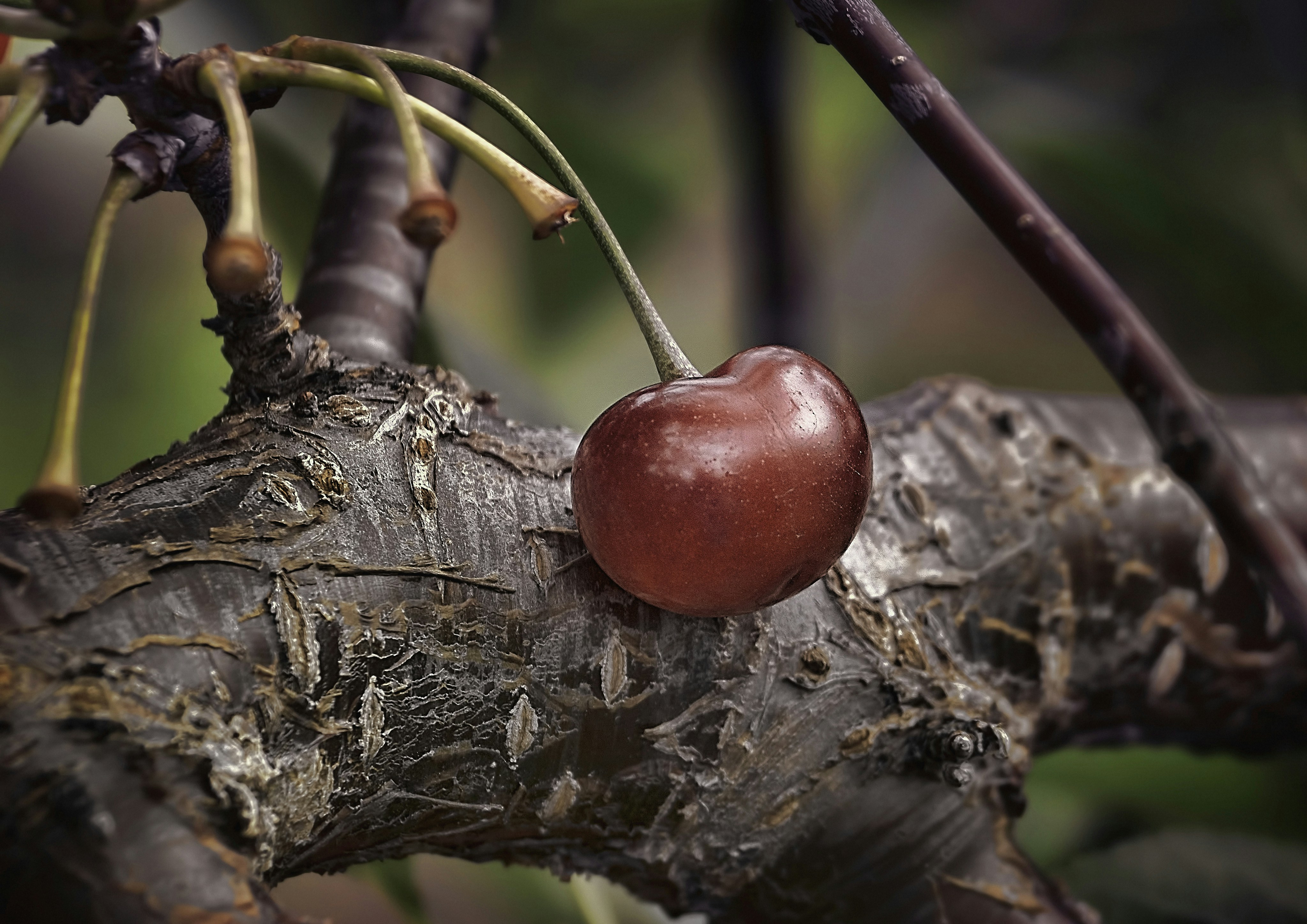 Shallow focus photography of red cherry on tree branch photo – Free ...