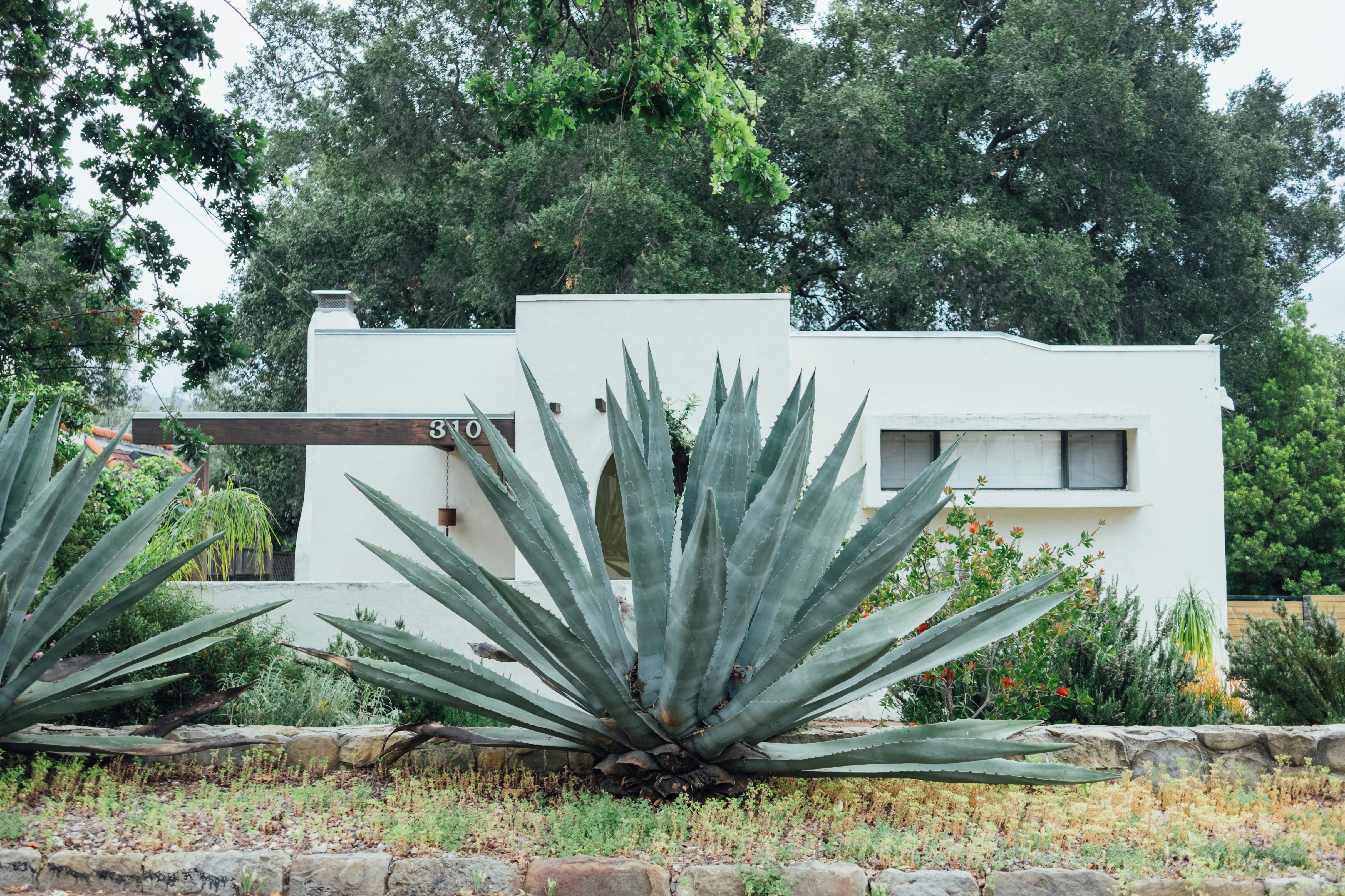 Modern Oasis: Architectural Elegance Amidst Desert Flora