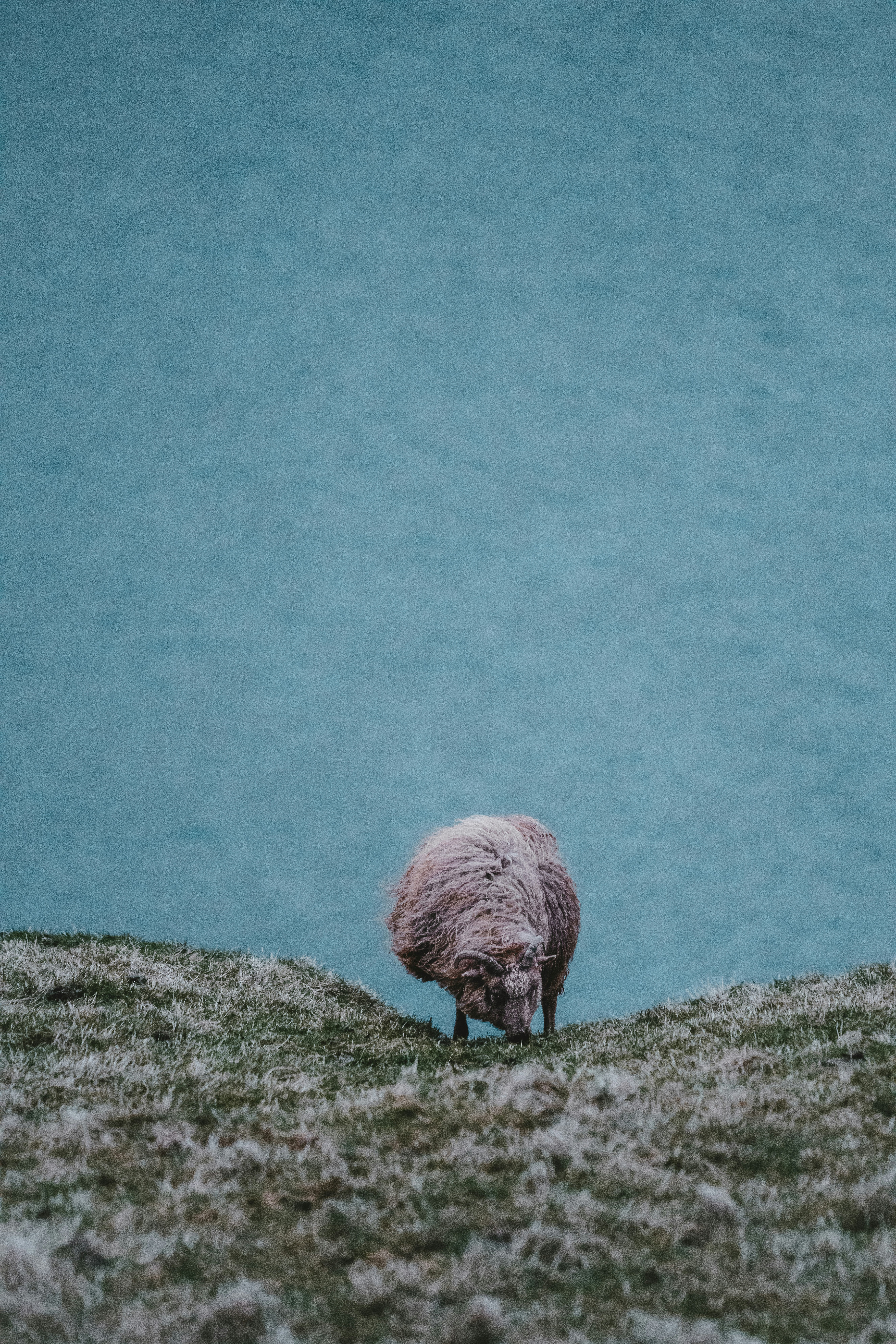 A solitary sheep grazes on a grassy hilltop, overlooking a tranquil blue expanse. The soft textures of the wool contrast with the smooth background.