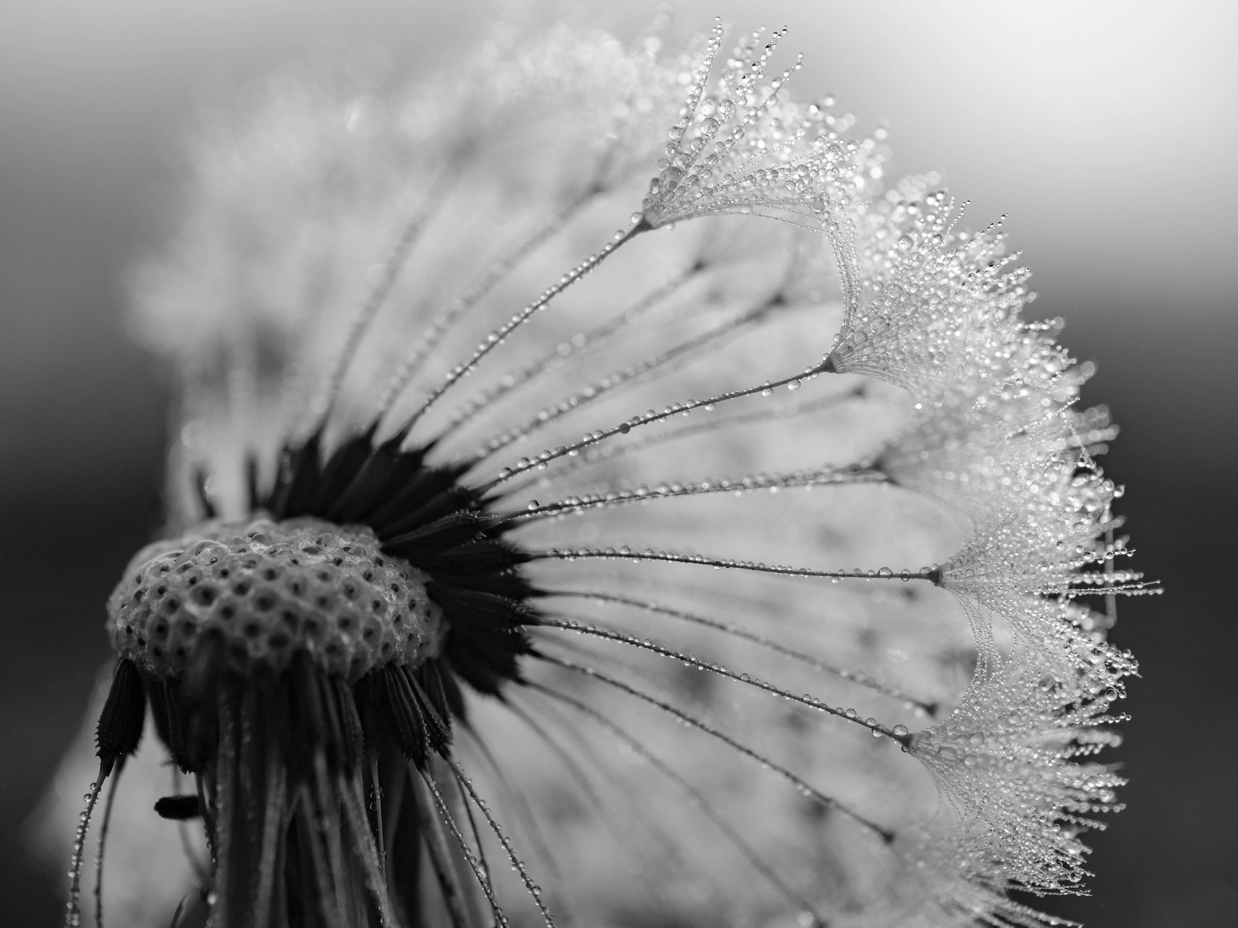 Close-up of a dandelion seed head adorned with dew droplets in monochrome.