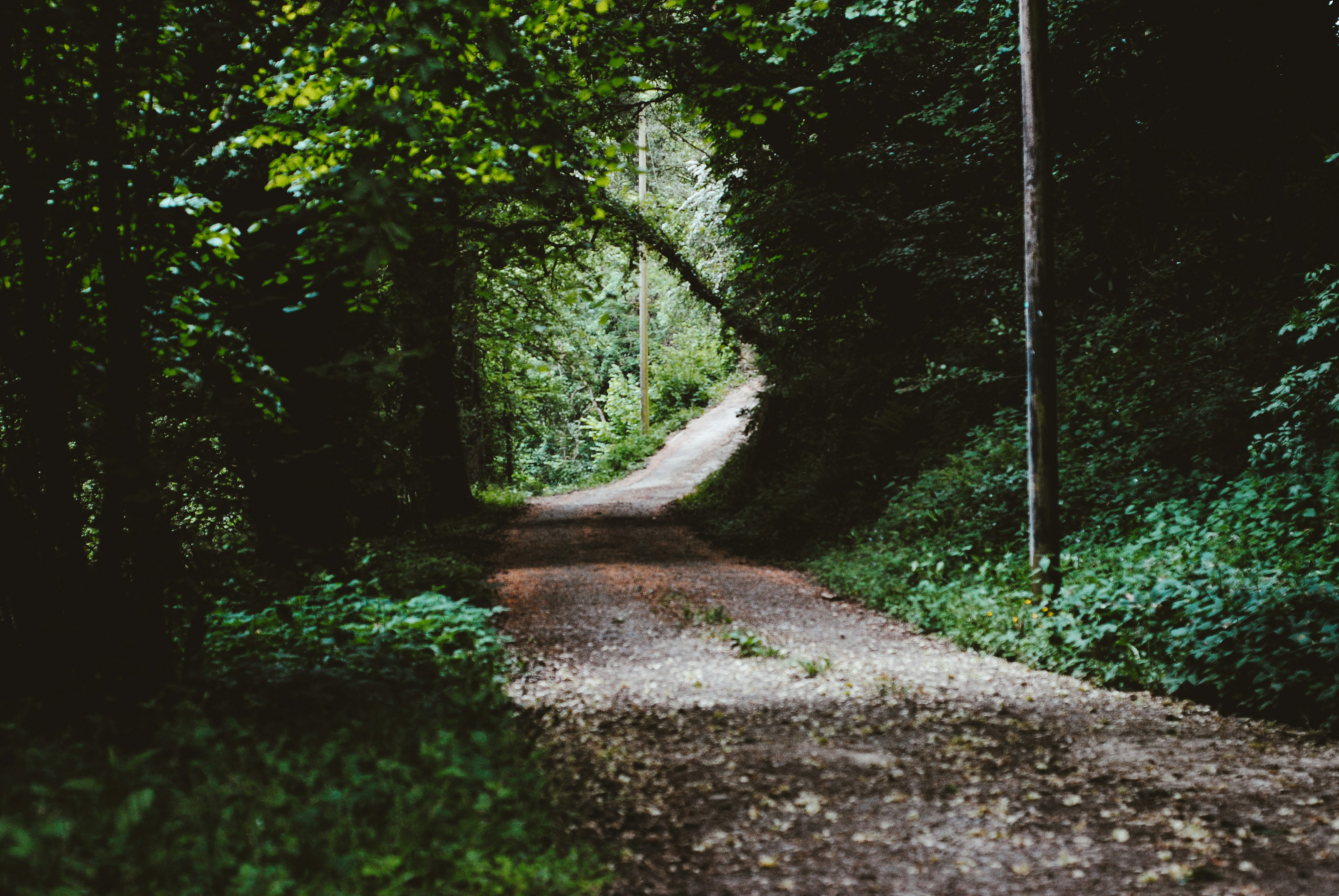 Pathway between forest trees photo – Free Path Image on Unsplash