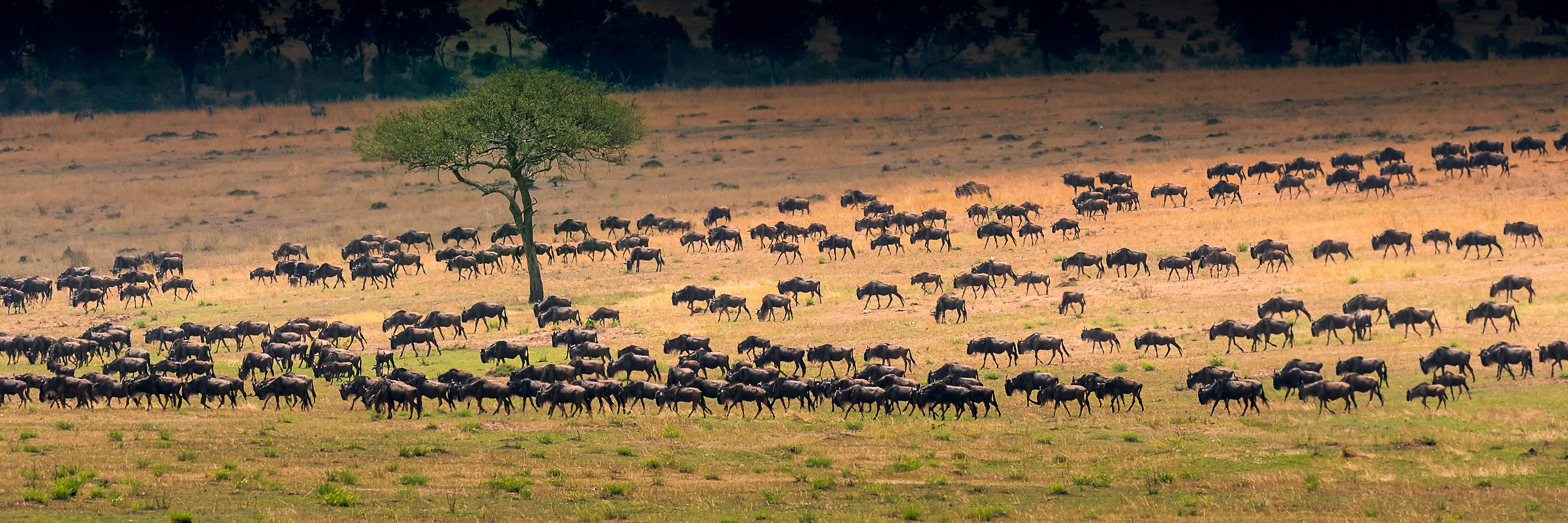 A vast herd of wildebeest traversing the golden plains, with a solitary tree standing sentinel in the background.