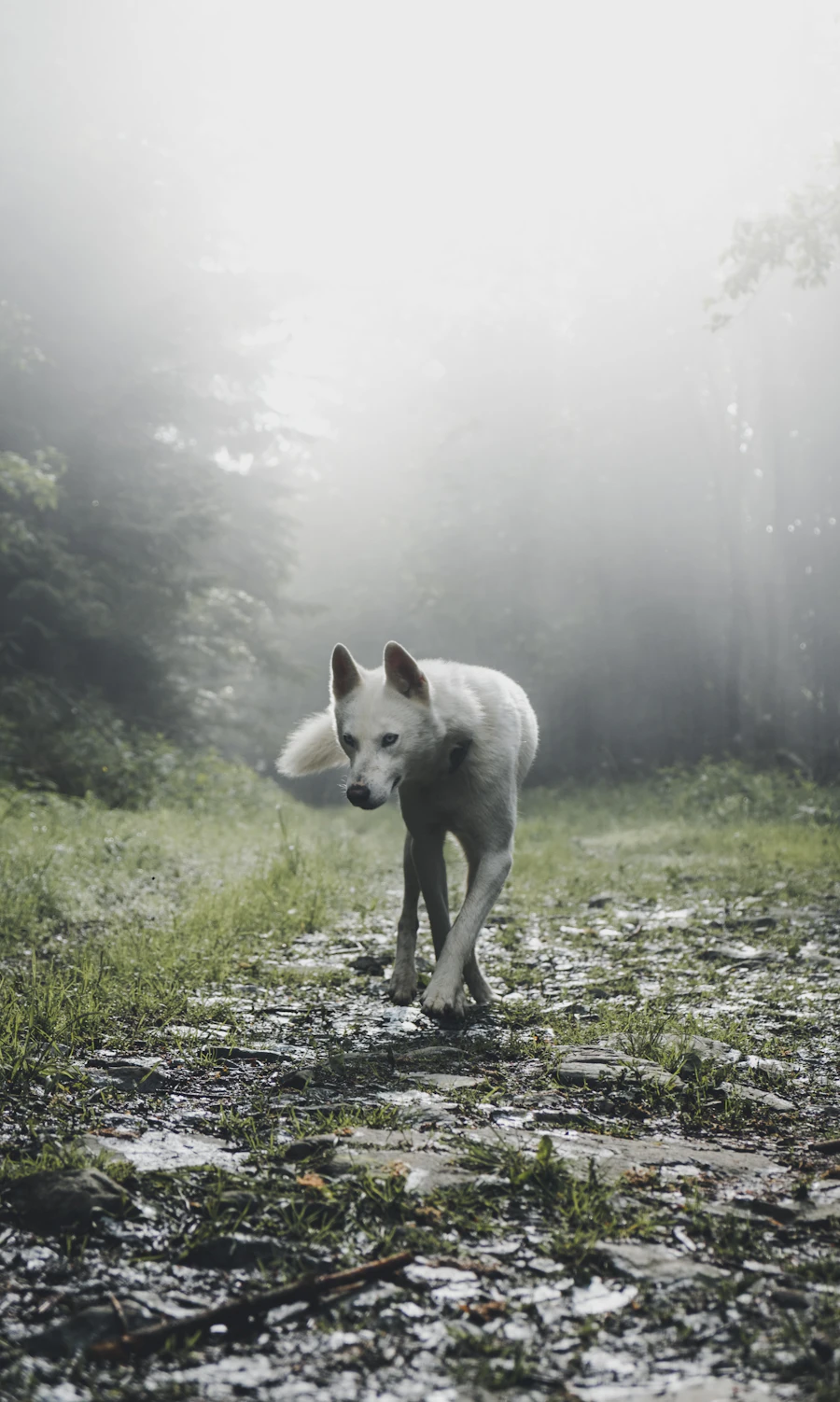 A white dog trotting along a damp, rocky path through a foggy forest.