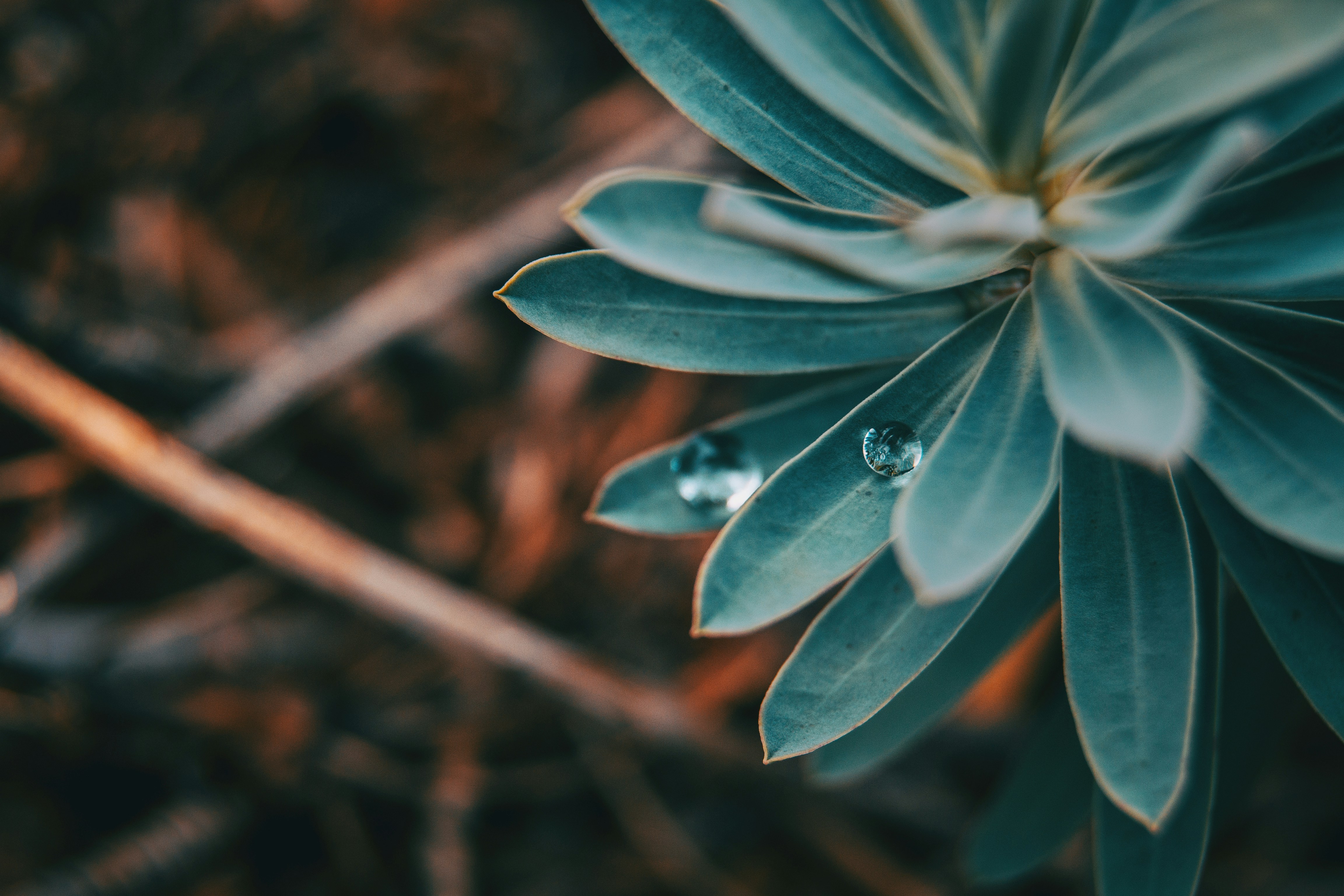 Water droplets rest delicately on the vibrant green leaves of an euphorbia plant.