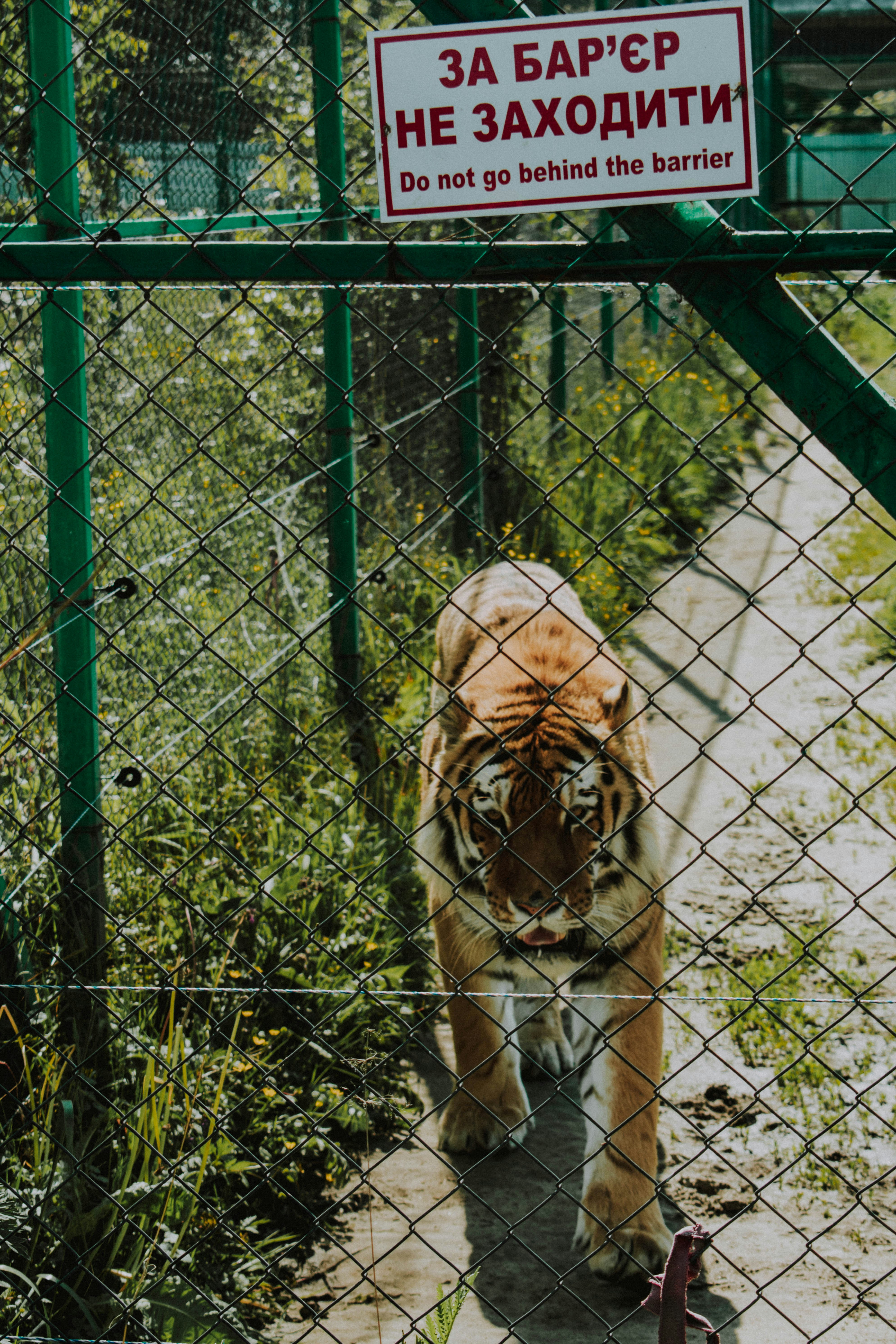 Caged Majesty: Tiger at the Gate