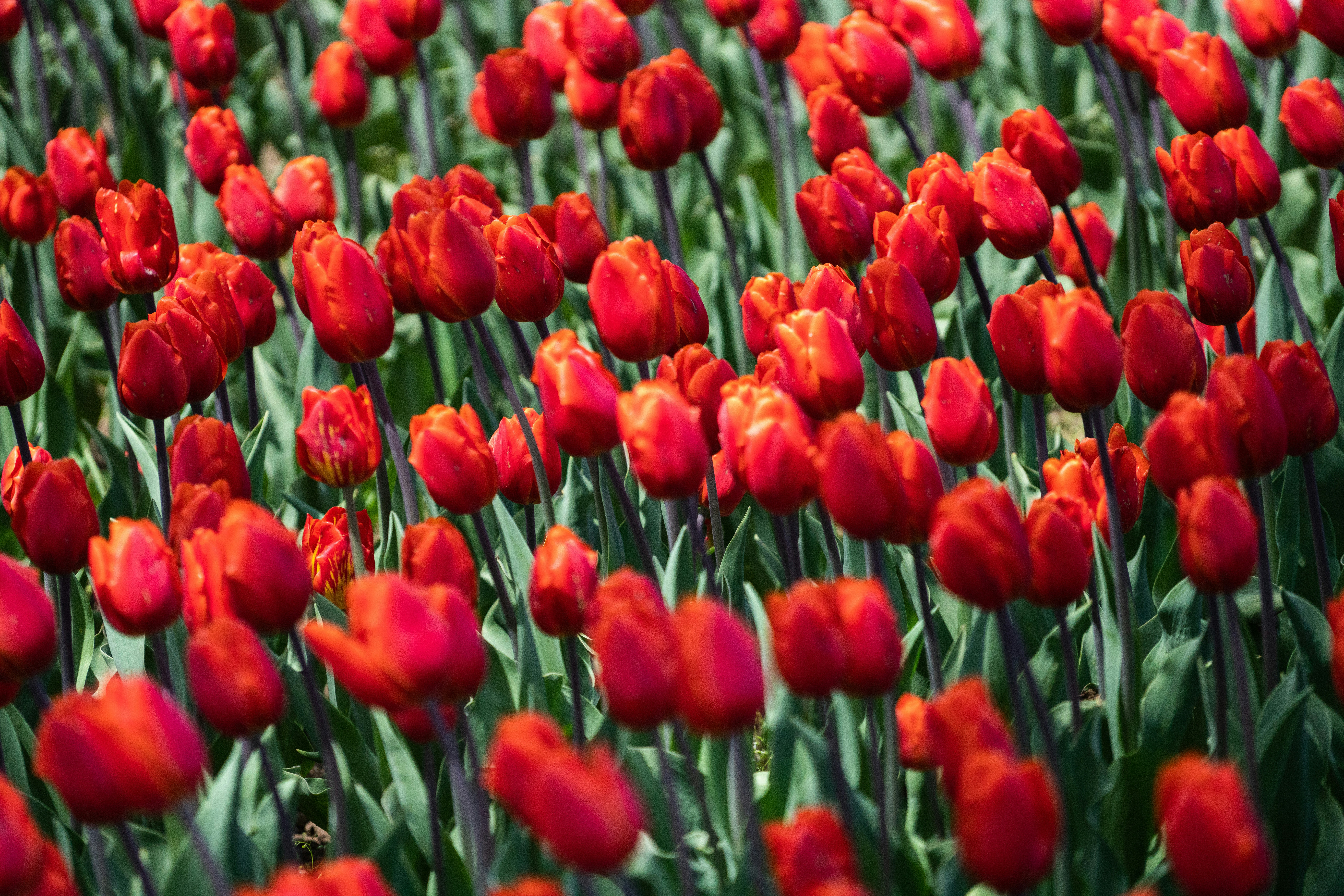 Red Tulip Pictures | Download Free Images on Unsplash