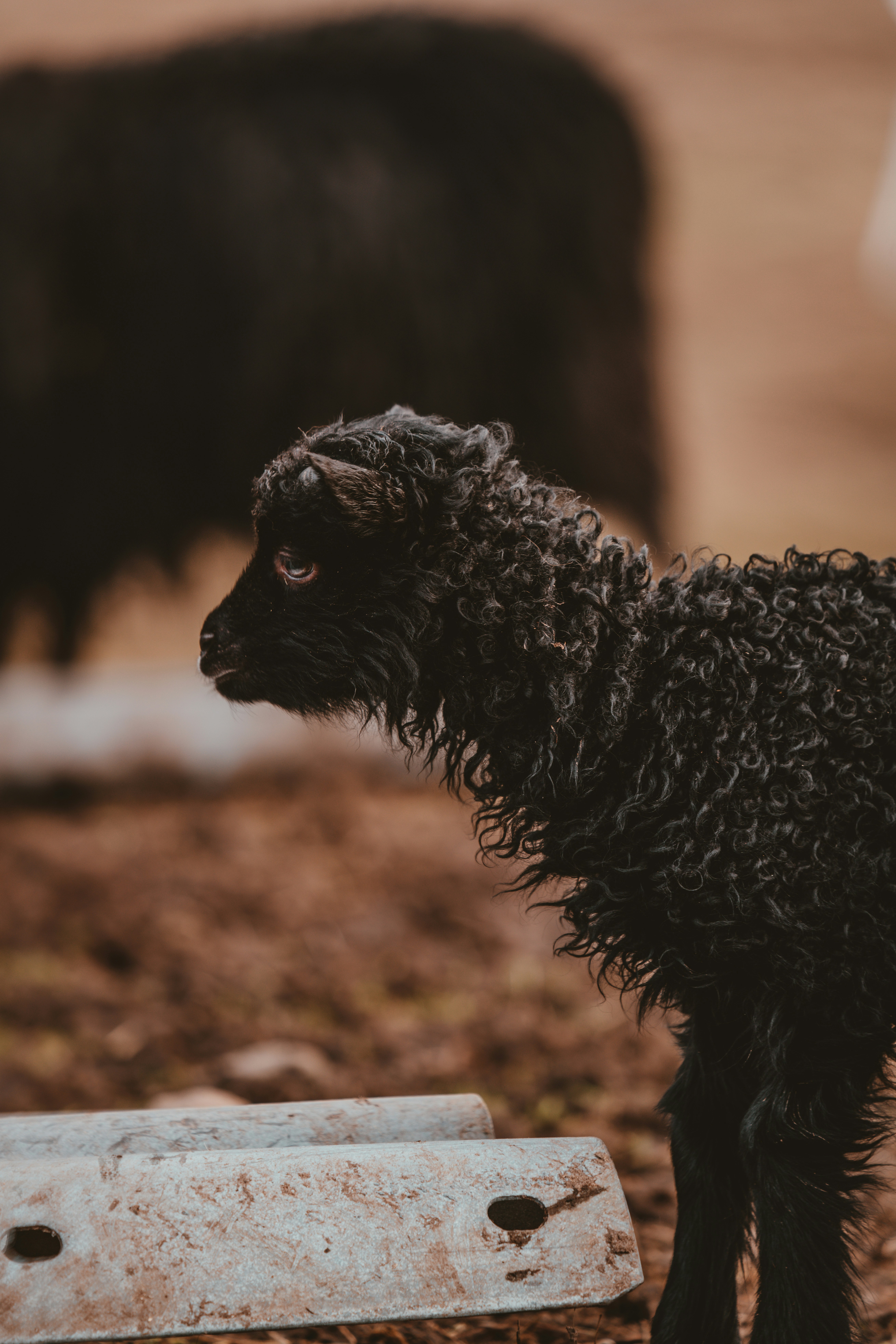 Black Sheep Pictures | Download Free Images on Unsplash