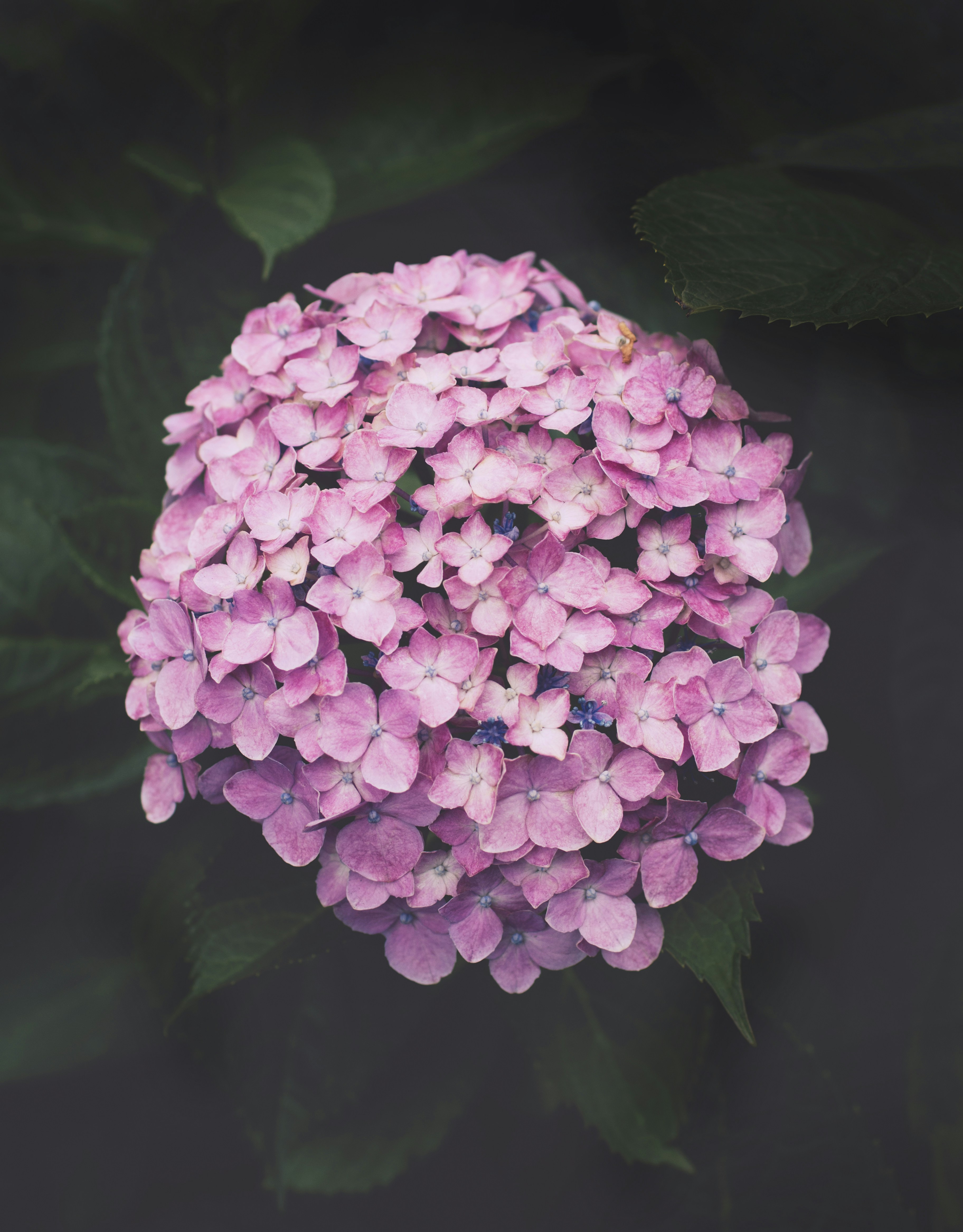A lush cluster of pink hydrangea blooms surrounded by dark green foliage, showcasing the delicate beauty of nature.