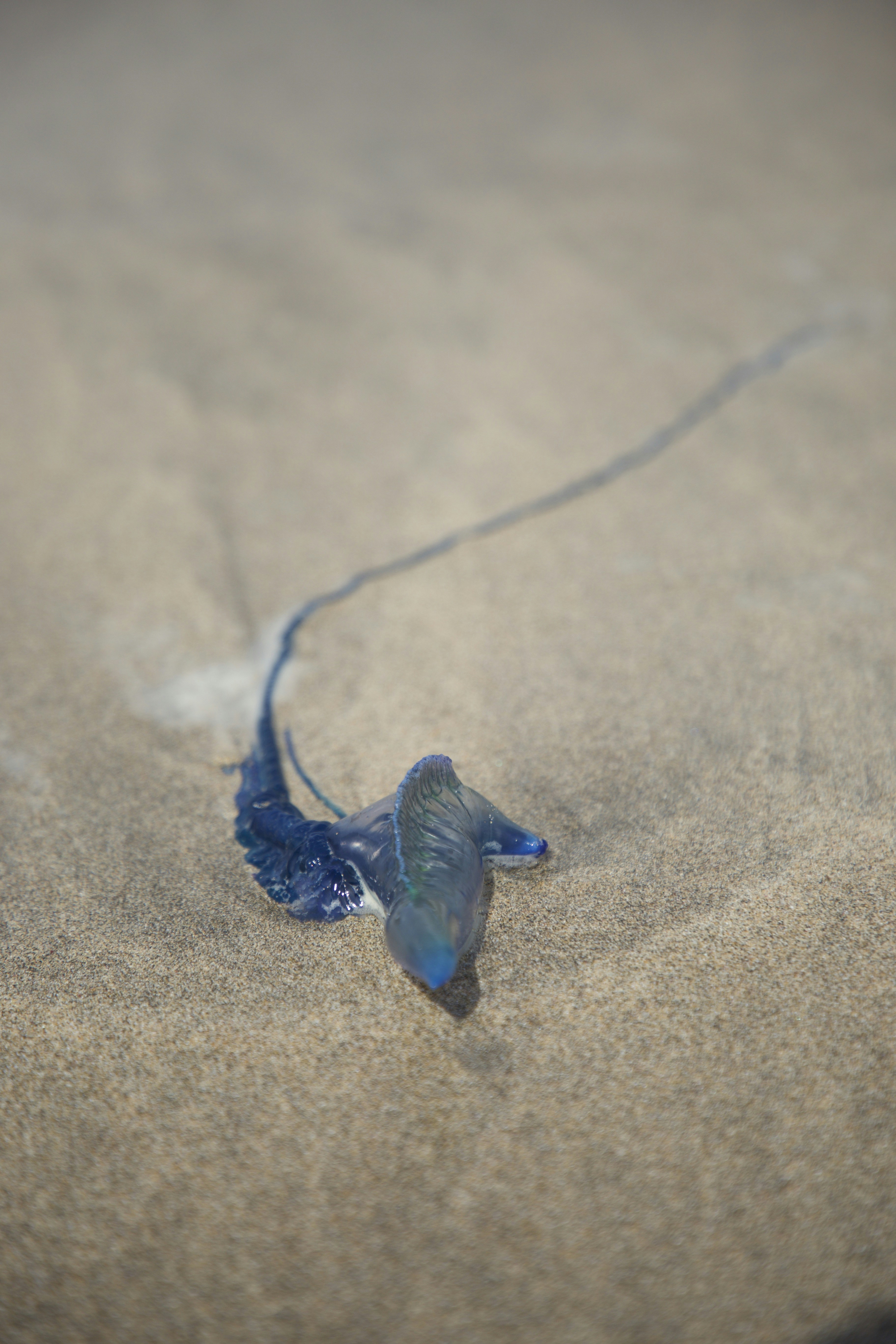 blue and green dragon fly on brown sand