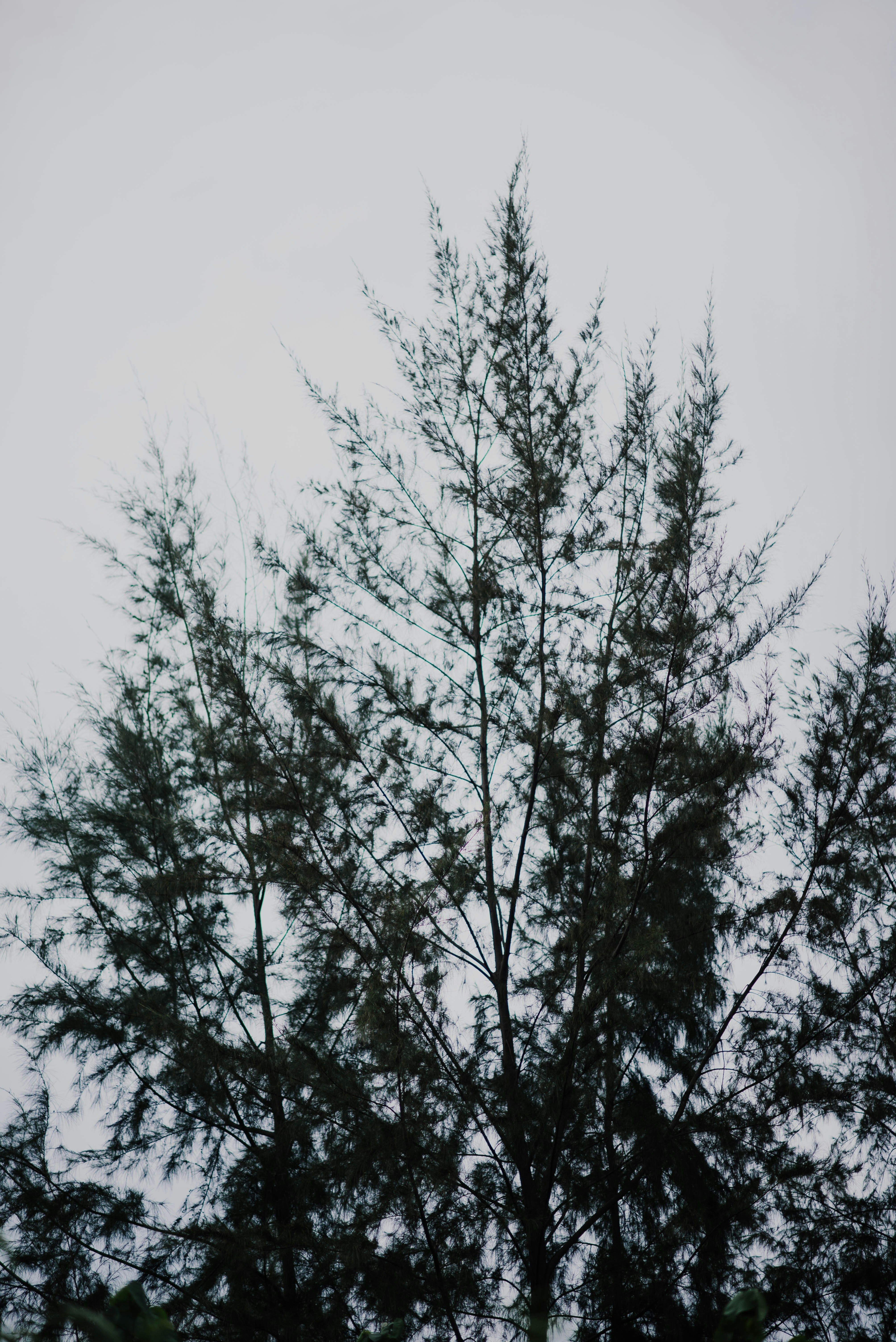 green tree