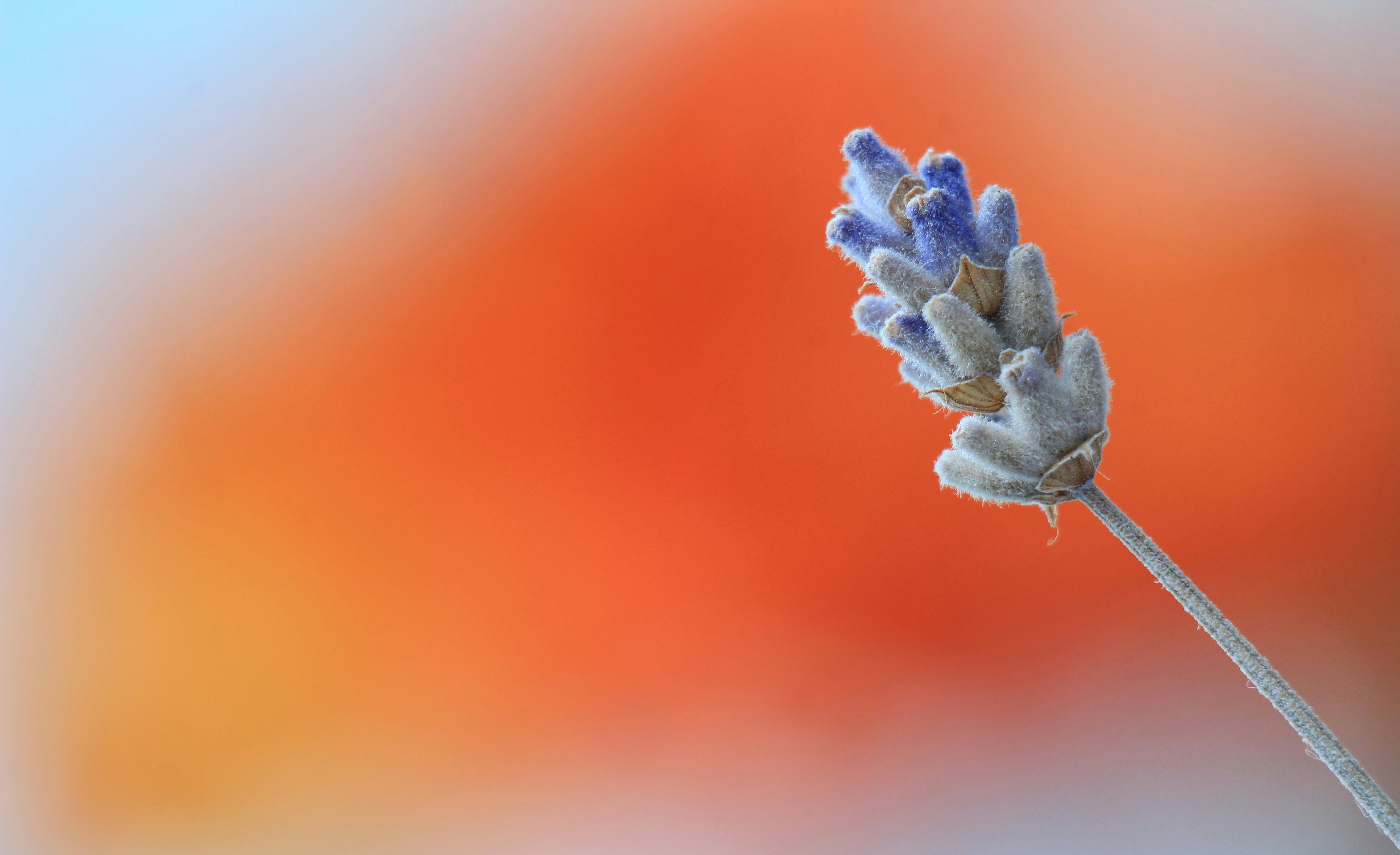 Whispers of Lavender Against a Fiery Canvas