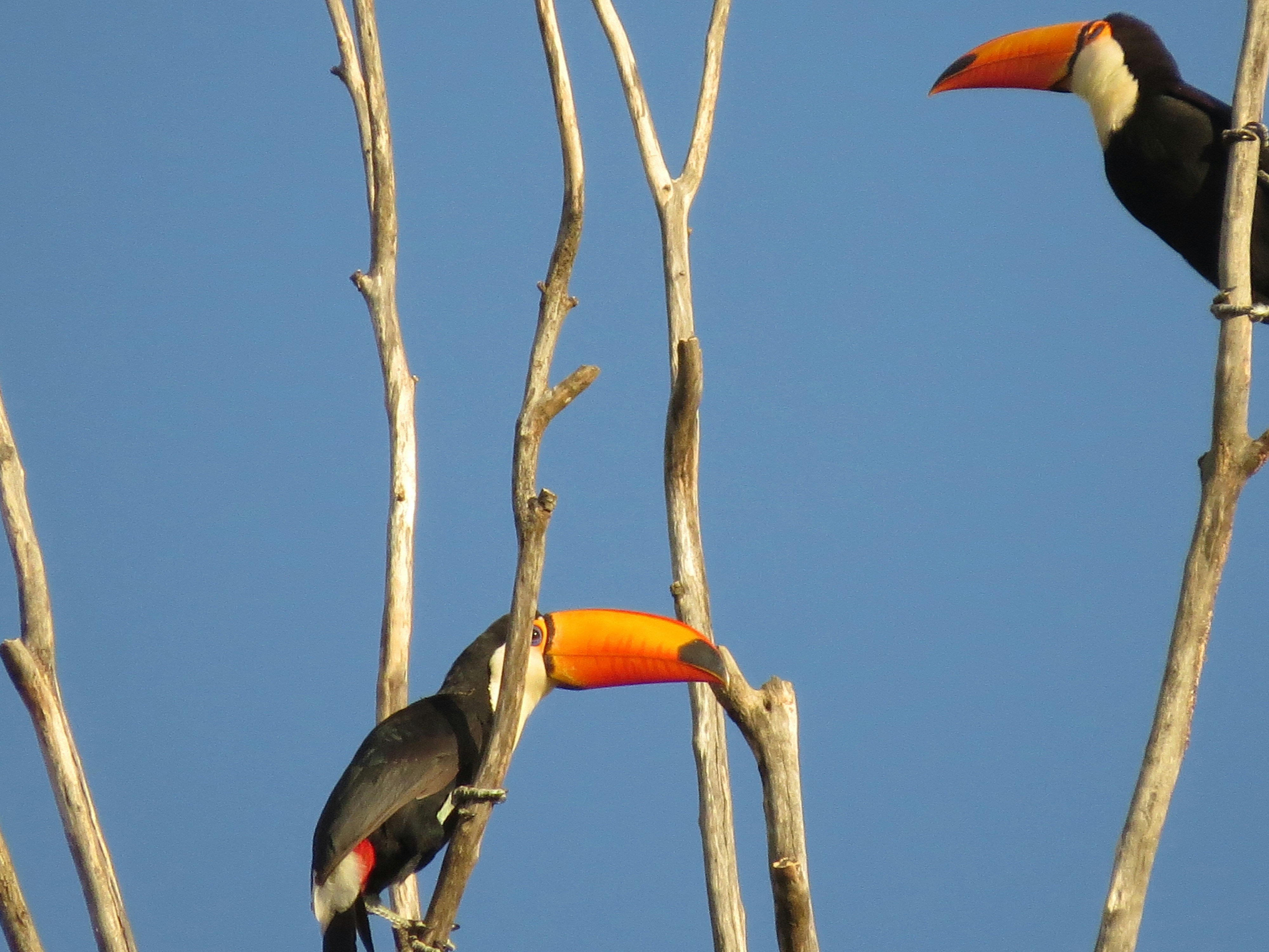 Two toucans perched on bare branches against a clear blue sky, engaged in a moment of interaction.