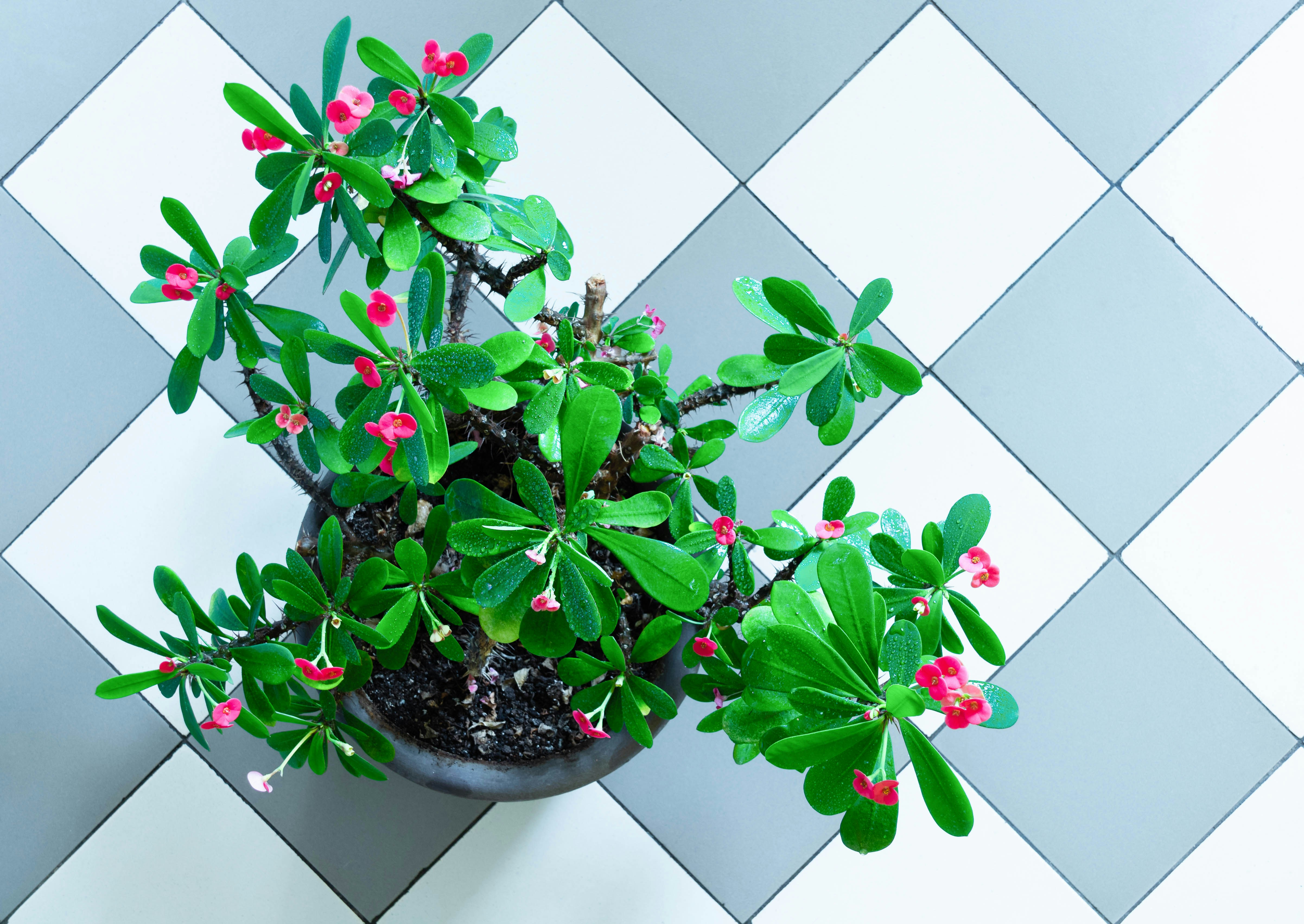 Emerald Bouquet on a Diamond Tile Stage