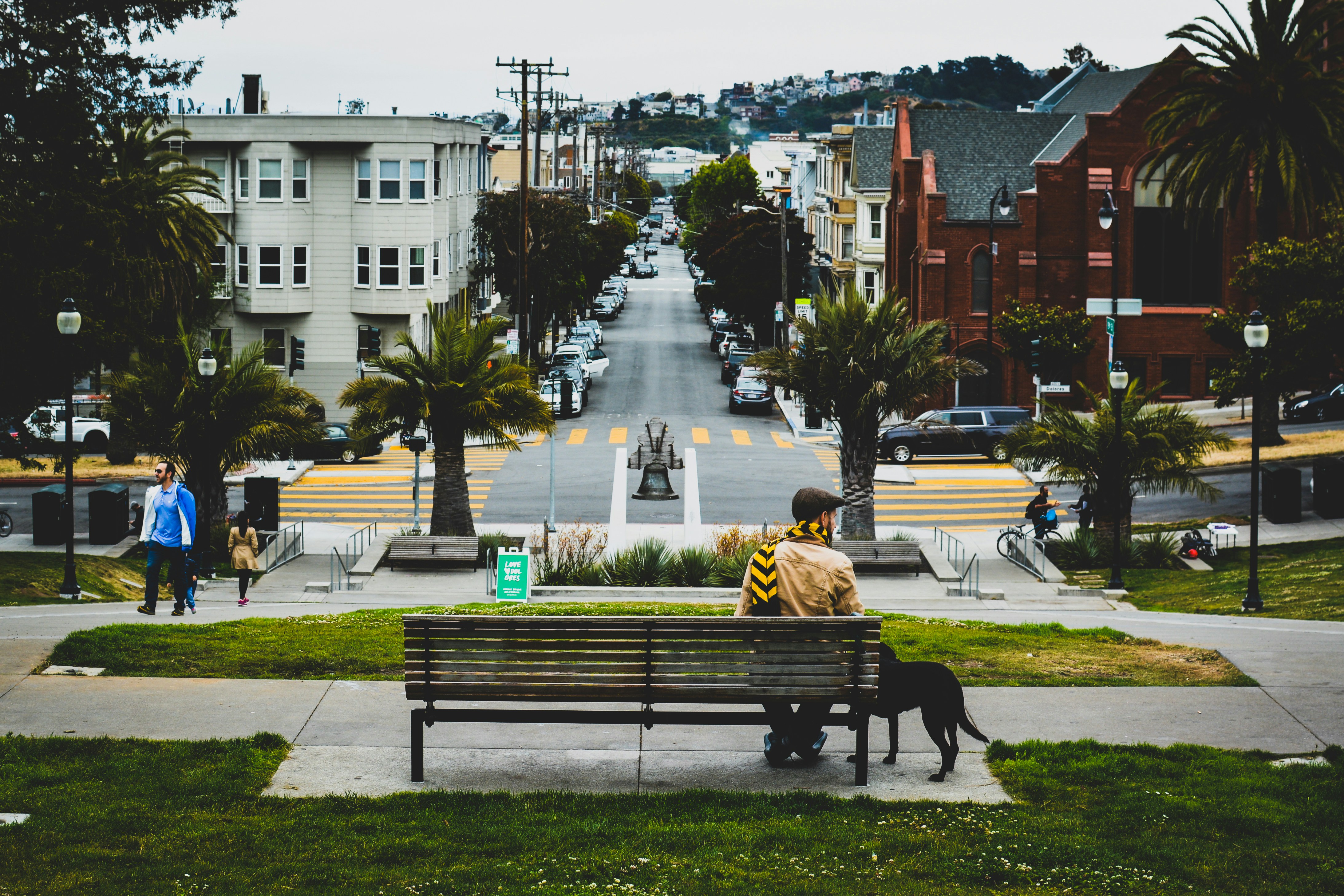 Person sitting on a park bench with a dog, overlooking a city street lined with palm trees and buildings.