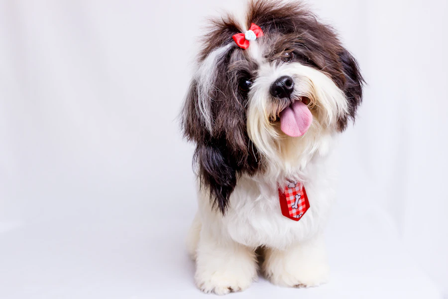 Small black-and-white Shih Tzu with a red bow and plaid tie, sitting against a clean white background with its tongue out.