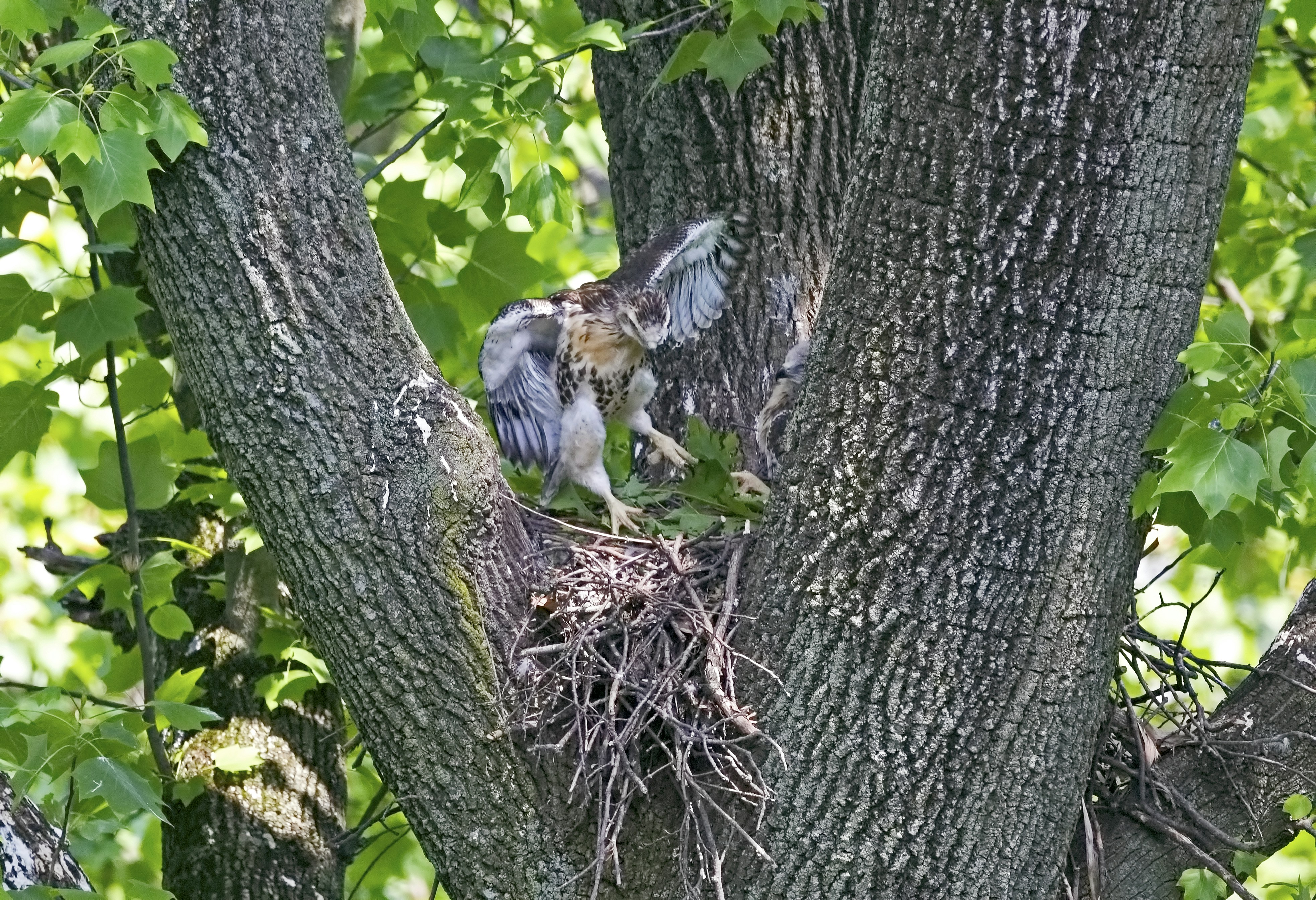 A young hawk perched on its nest within a leafy tree, showcasing the essence of nature's nurturing environment.