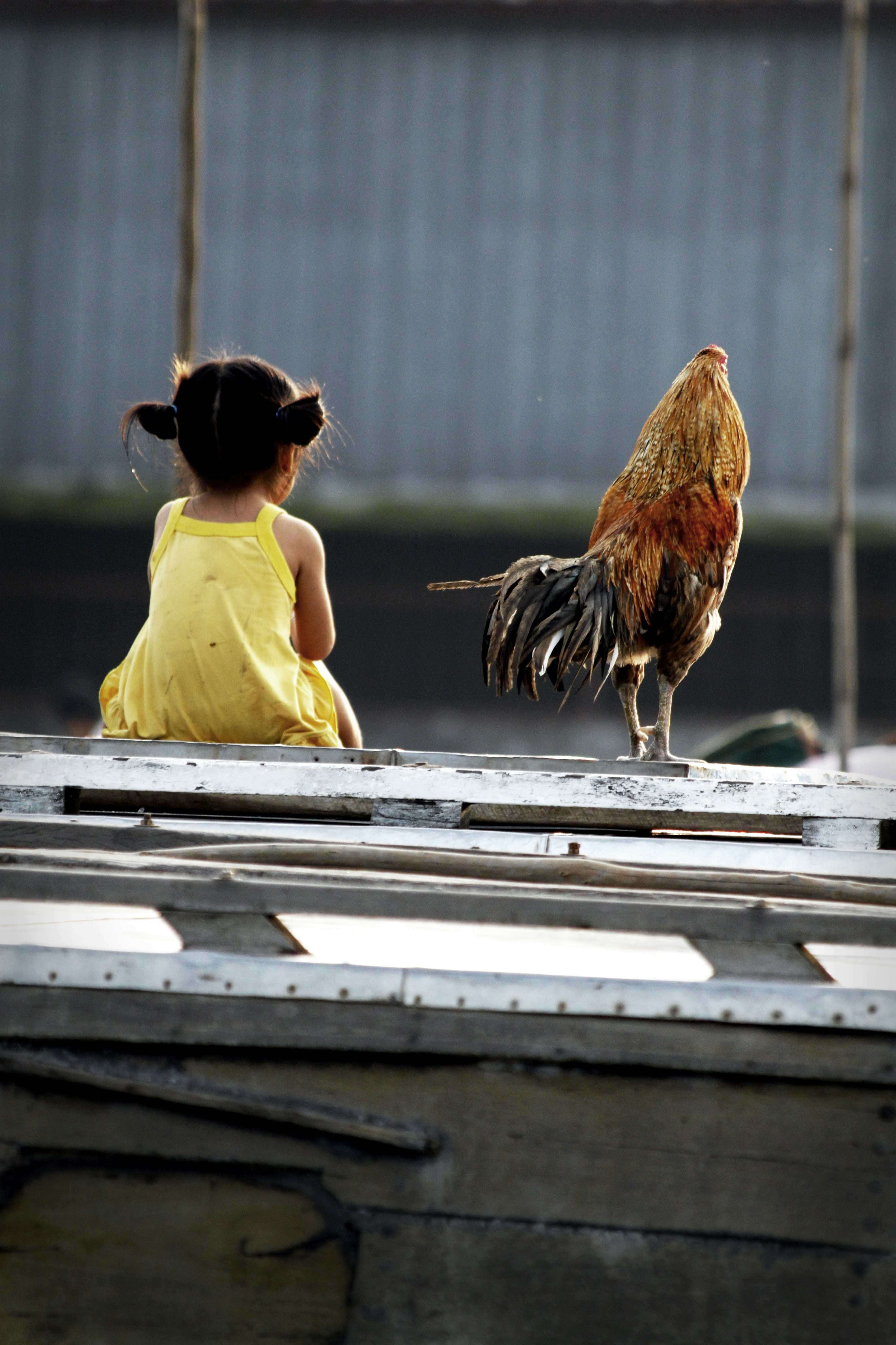 Young girl in a yellow dress sits on a wooden structure, gazing at a rooster nearby. The scene captures a quiet interaction between the child and the animal.