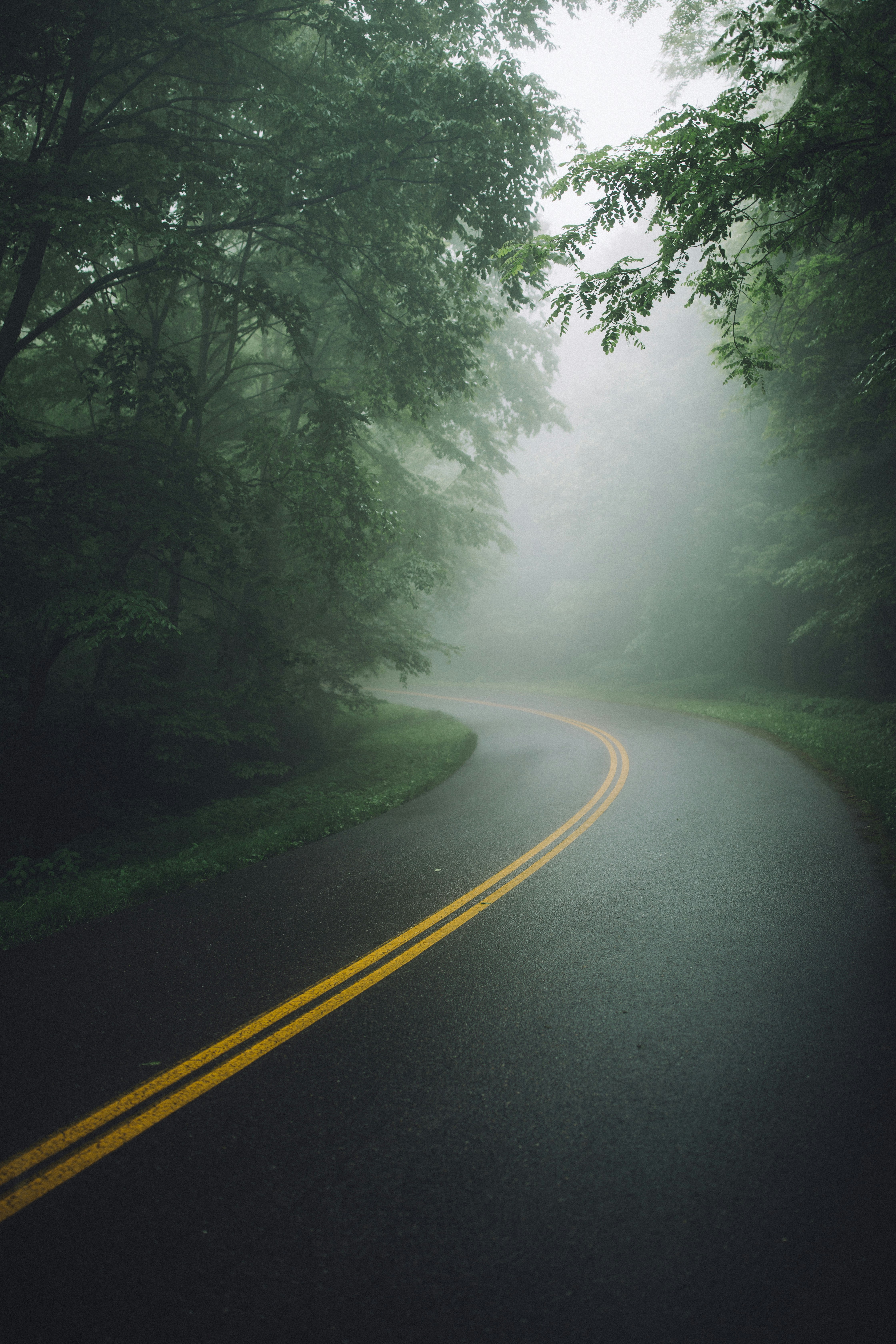 Curved road disappearing into a foggy forest, framed by lush greenery and soft light. 