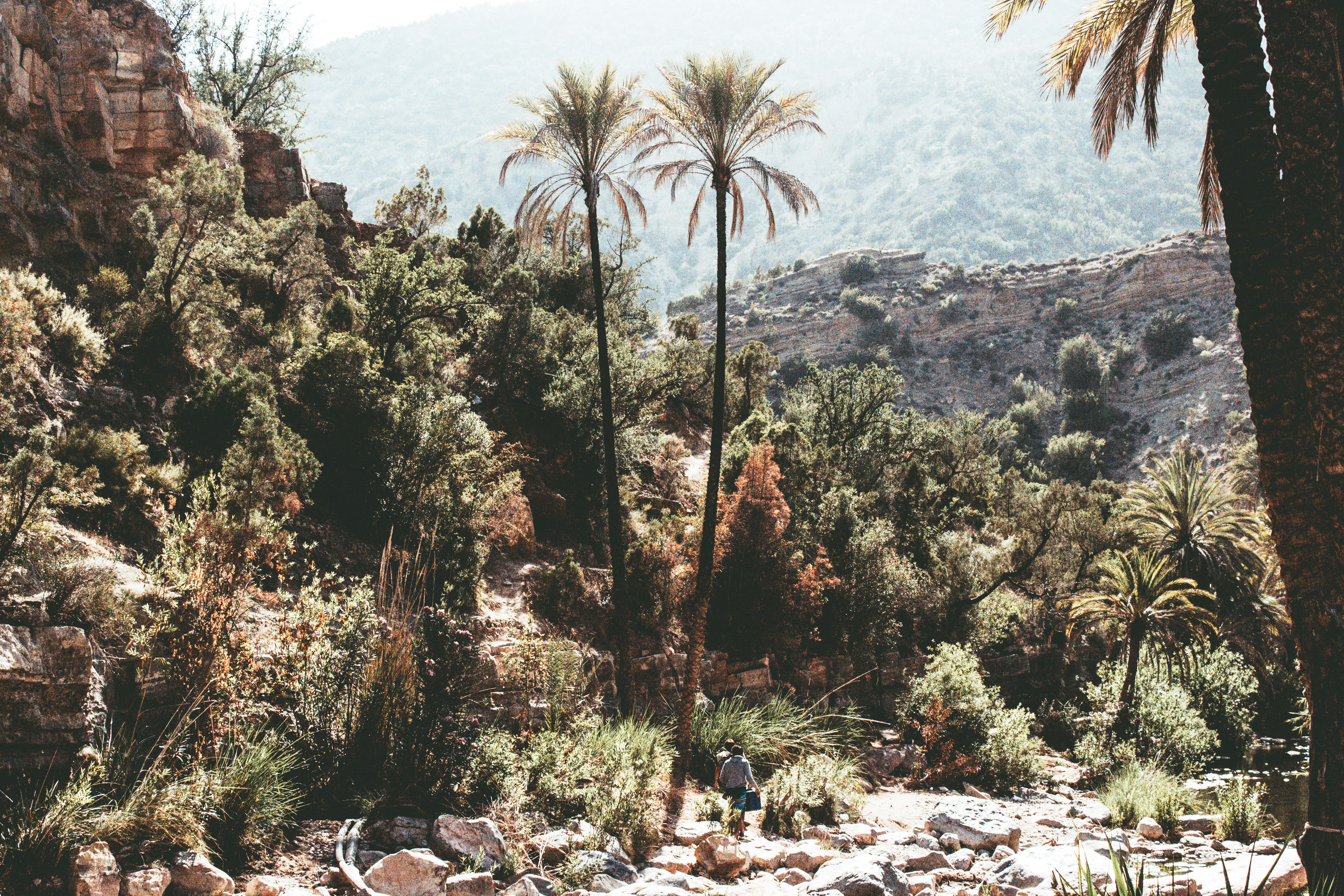 Palm trees and rocky terrain under bright sunlight in a mountainous landscape.