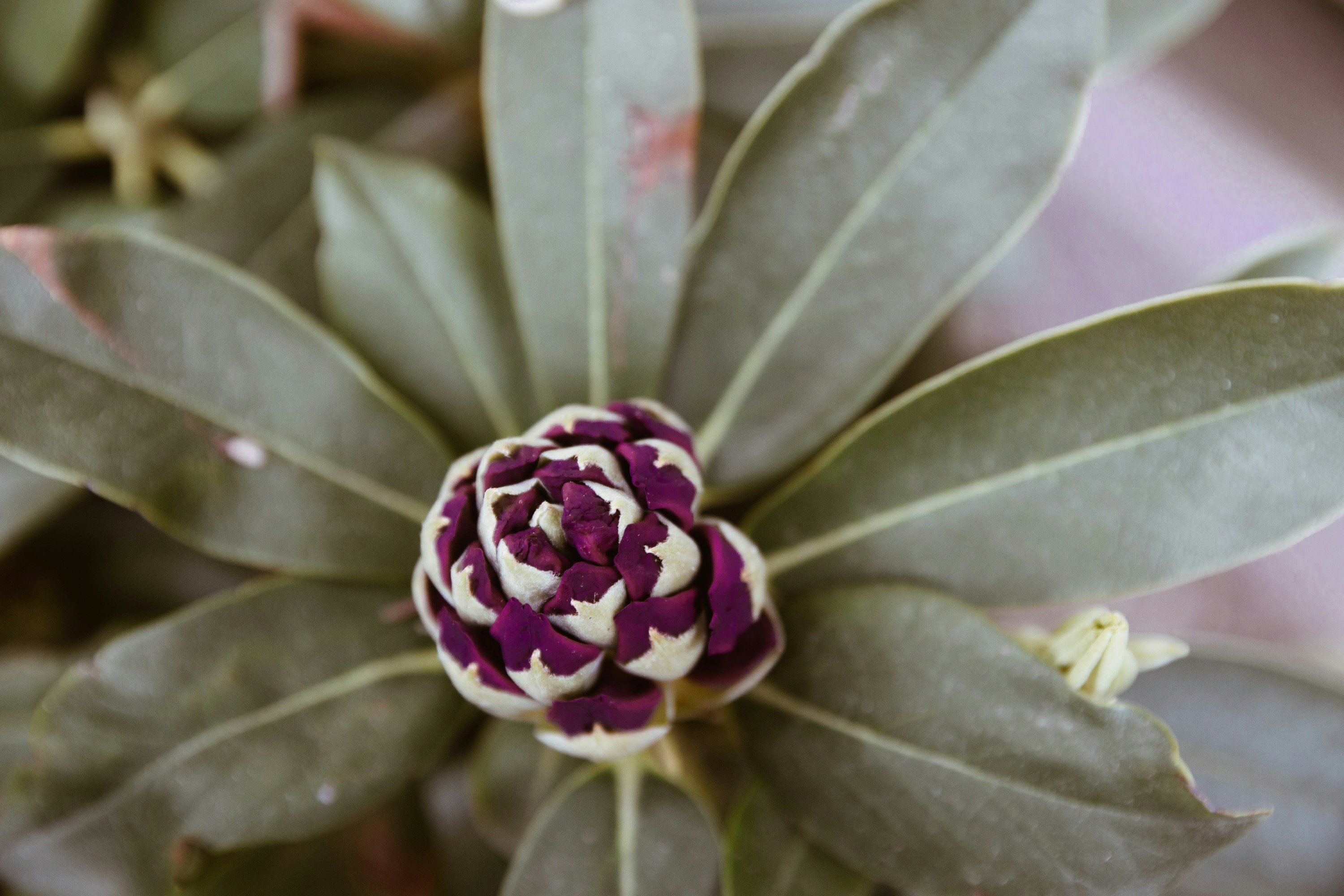 Close-up of an unopened rhododendron bud with deep purple petals surrounded by green leaves.