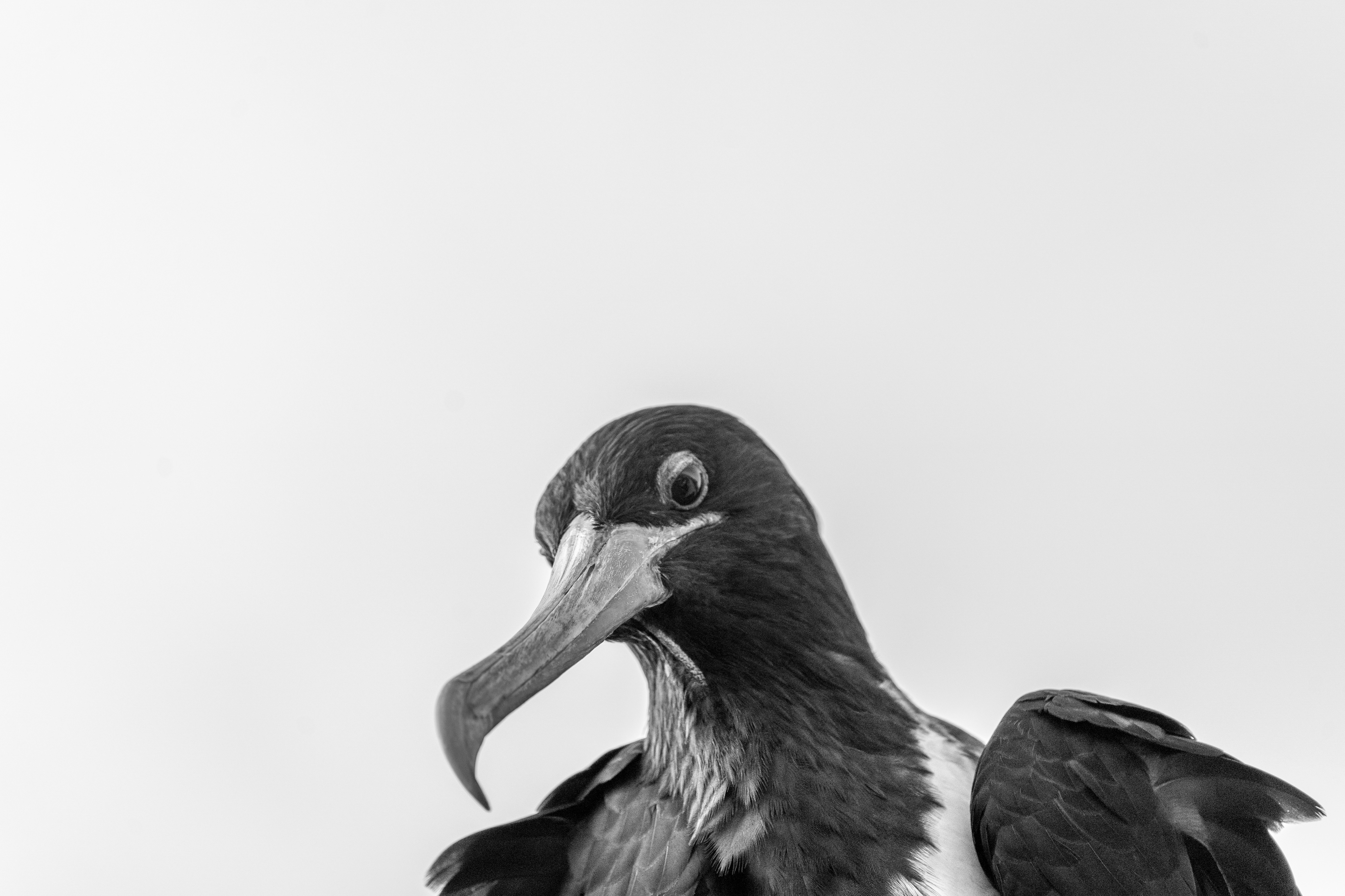 Close-up of an albatross with striking features against a minimalist background, showcasing its unique profile and expressive eyes.