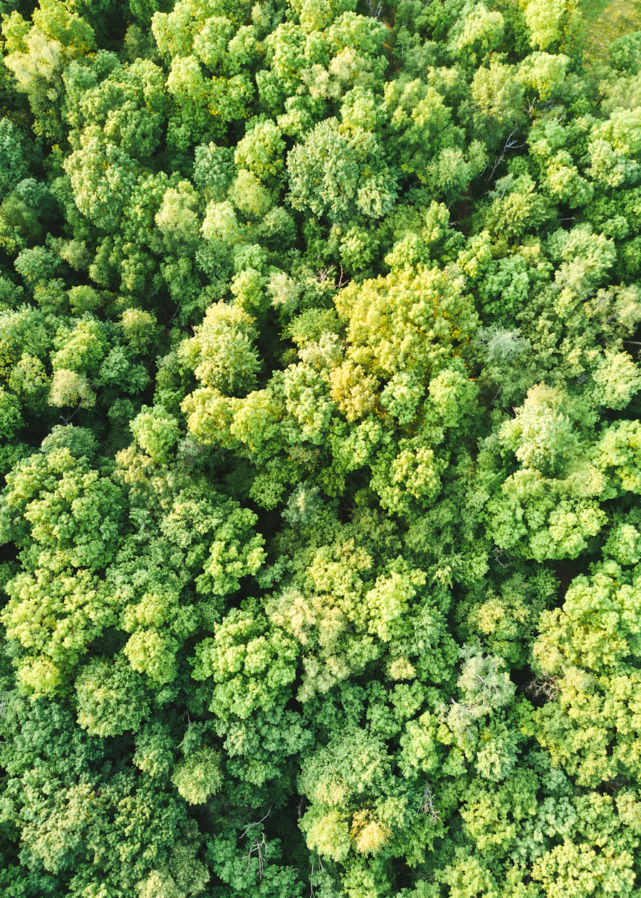 An aerial view reveals a dense forest canopy with varied green hues and mottled light. The shot emphasizes texture and pattern of treetops from above.