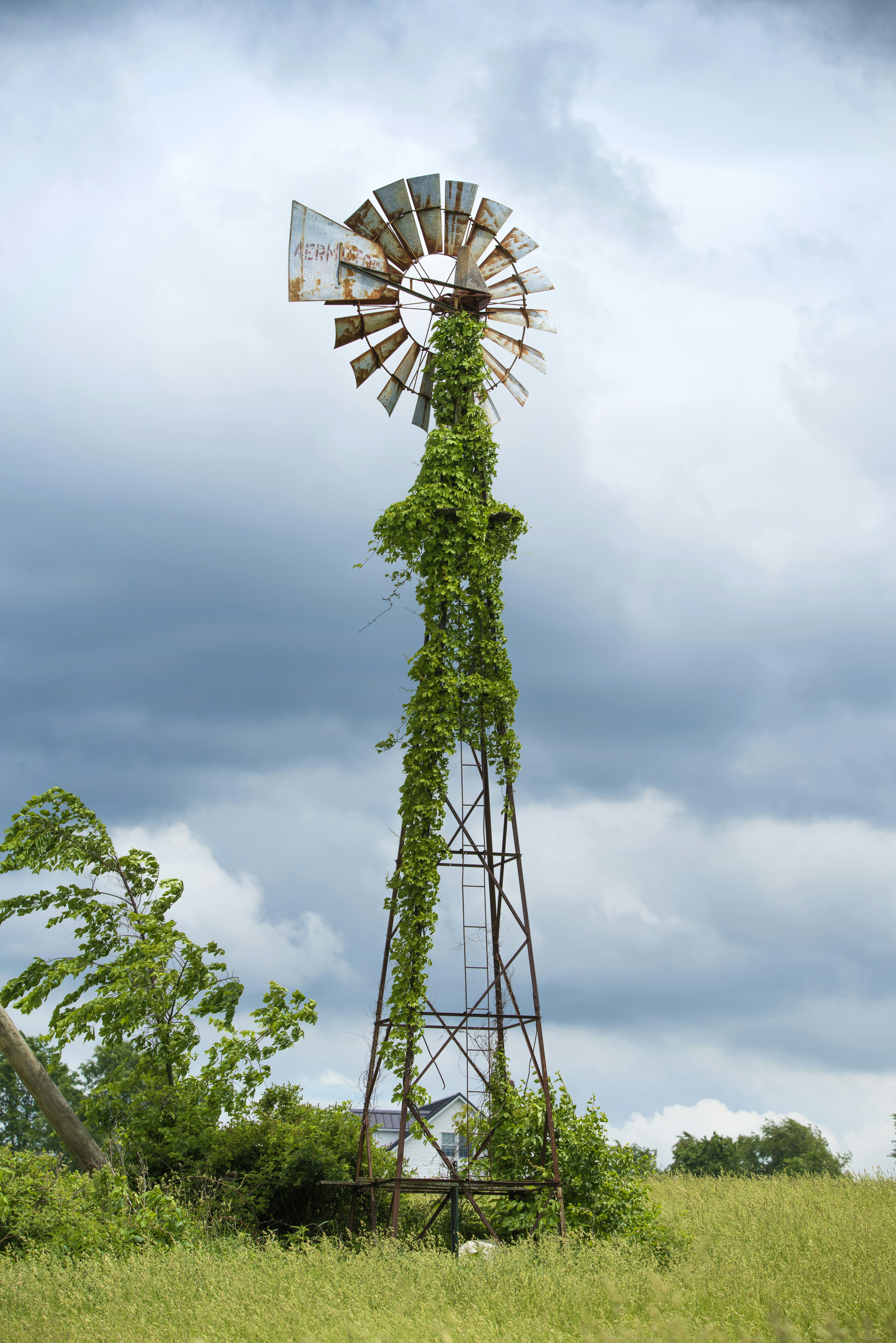 A weathered windmill entwined with lush green vines against a backdrop of dramatic clouds.