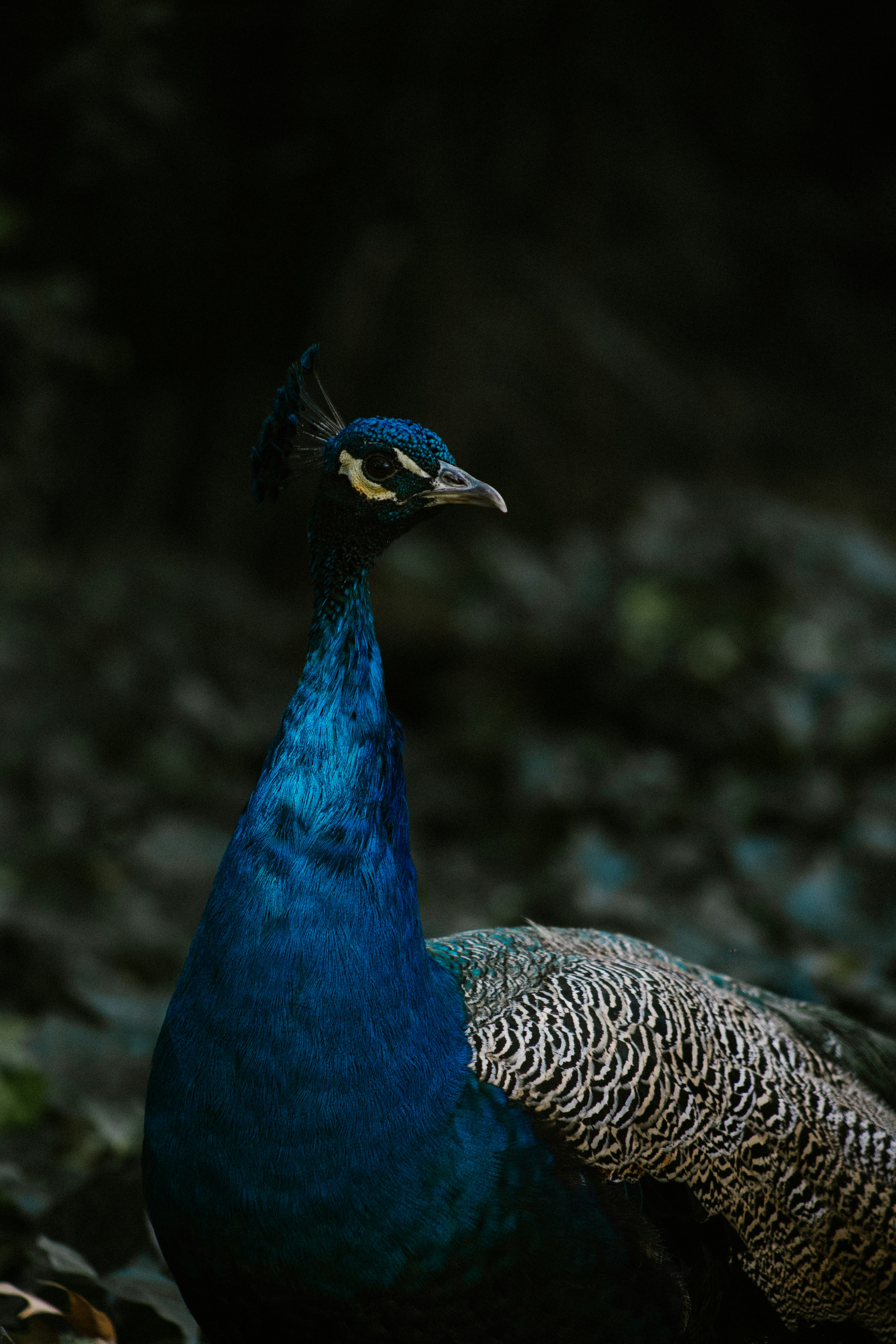 A peacock stands gracefully amidst a dark, leafy background, showcasing its vibrant blue and intricate feather patterns.