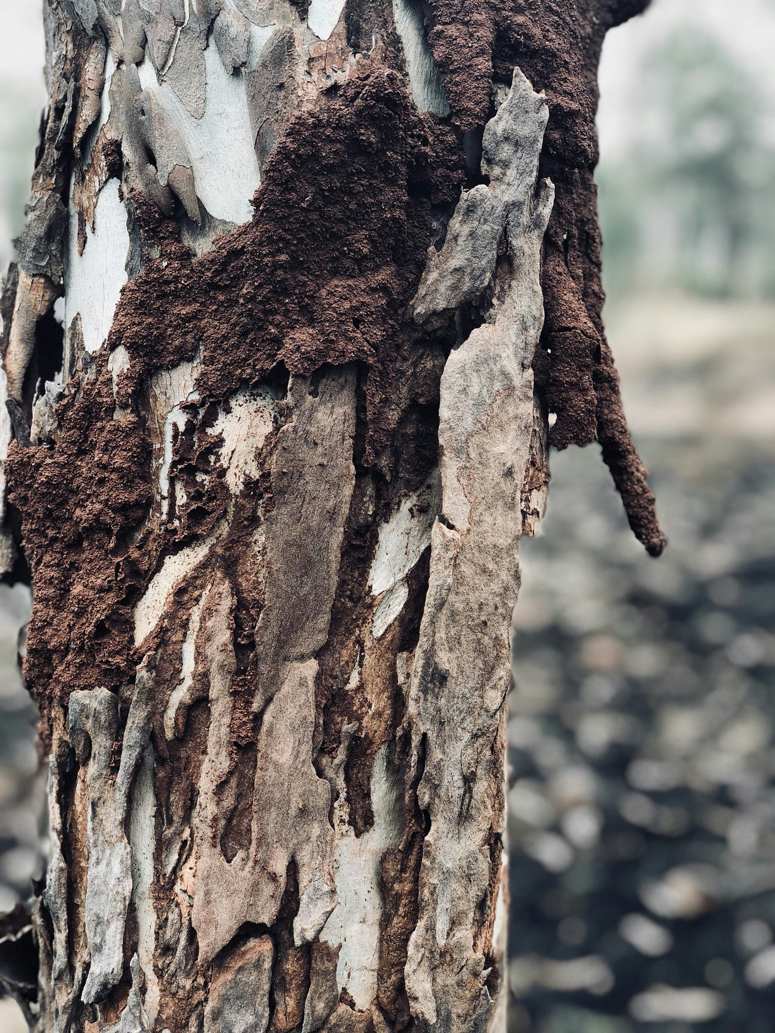 Close-up of tree bark showcasing intricate textures and earthy tones, highlighting the natural decay and beauty of the forest environment.