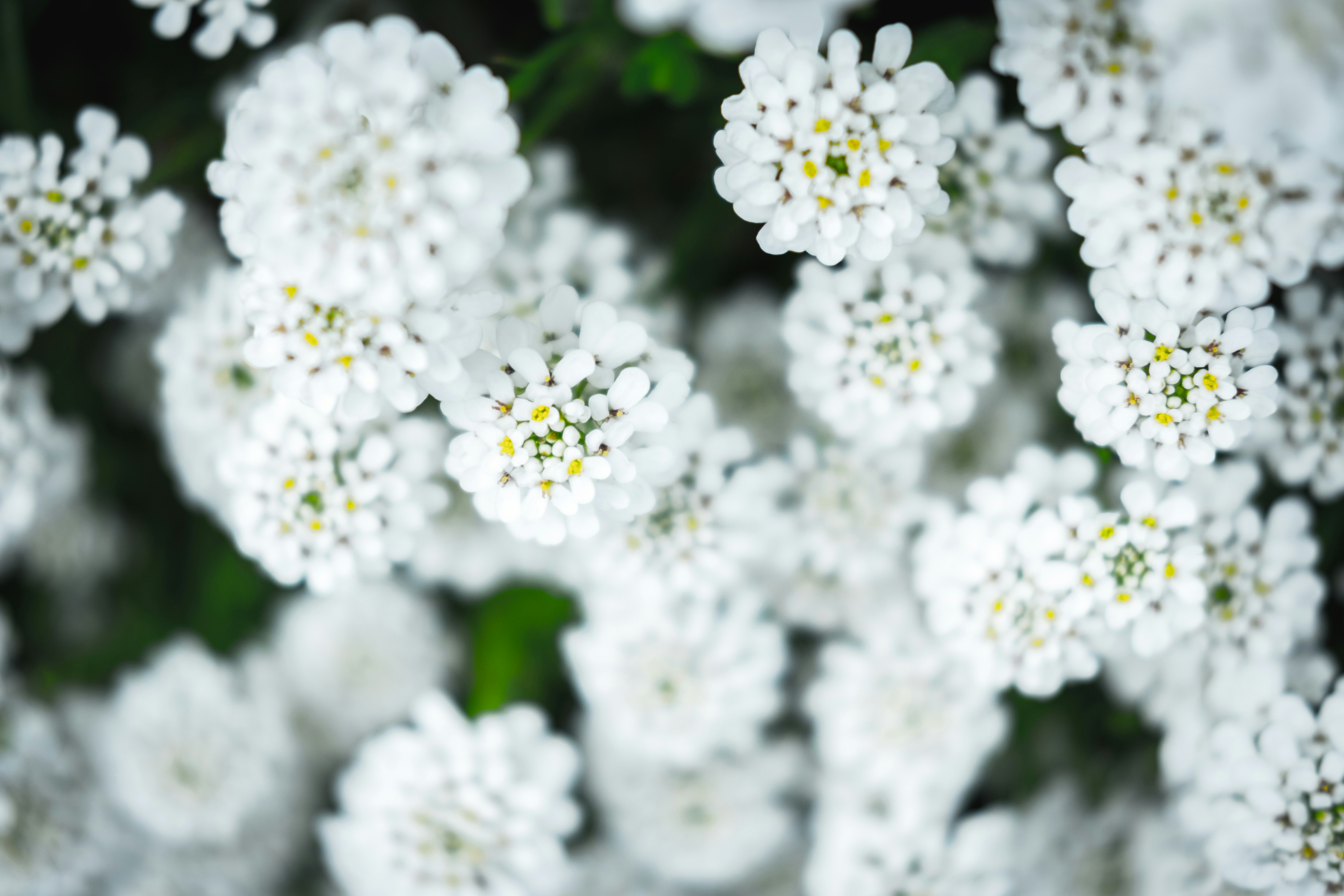 Robin Joshua (@robinjoshua4) | Unsplashフォトコミュニティ