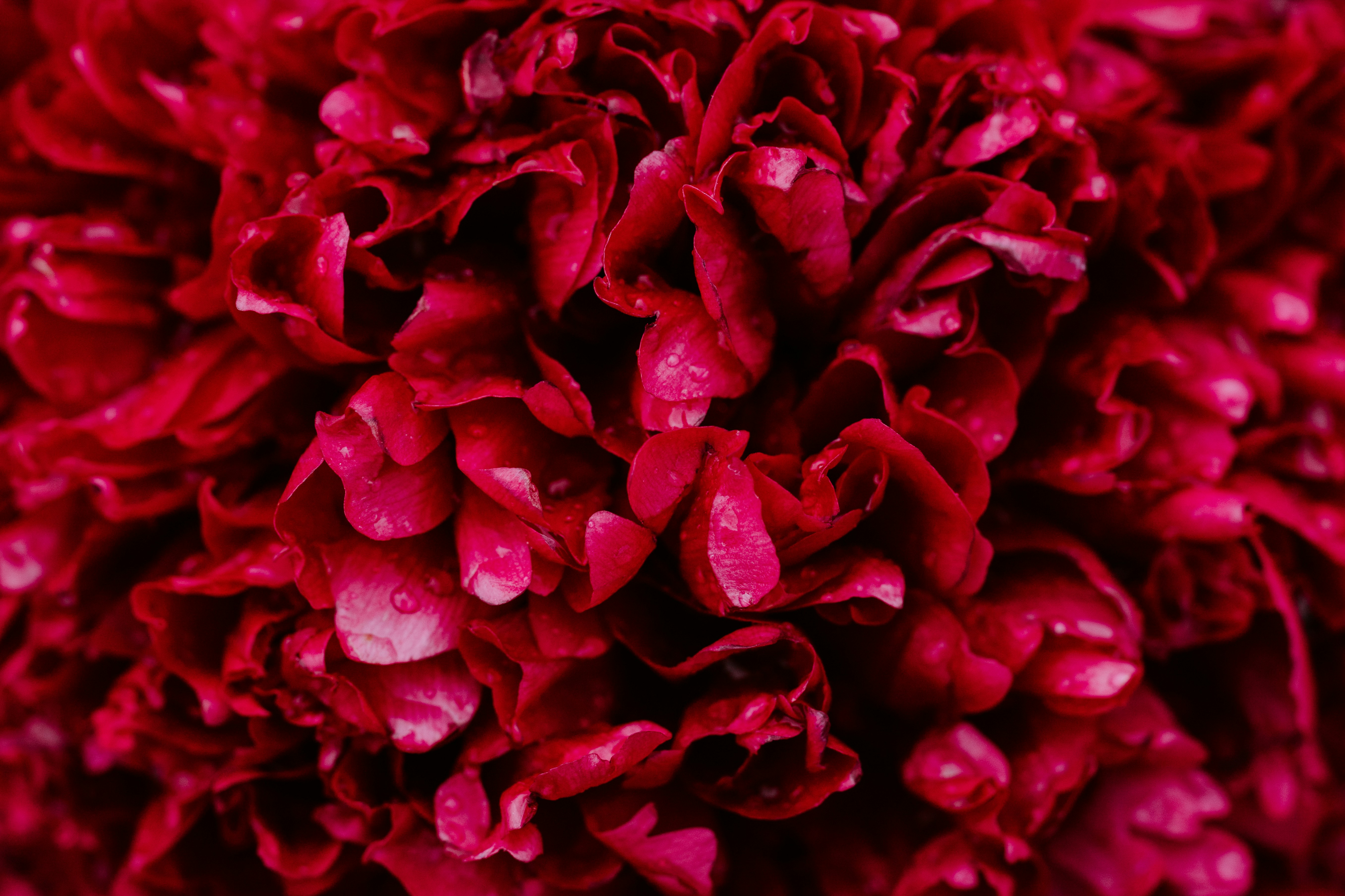 Close-up of vibrant red flower petals adorned with droplets, showcasing intricate textures and natural beauty.