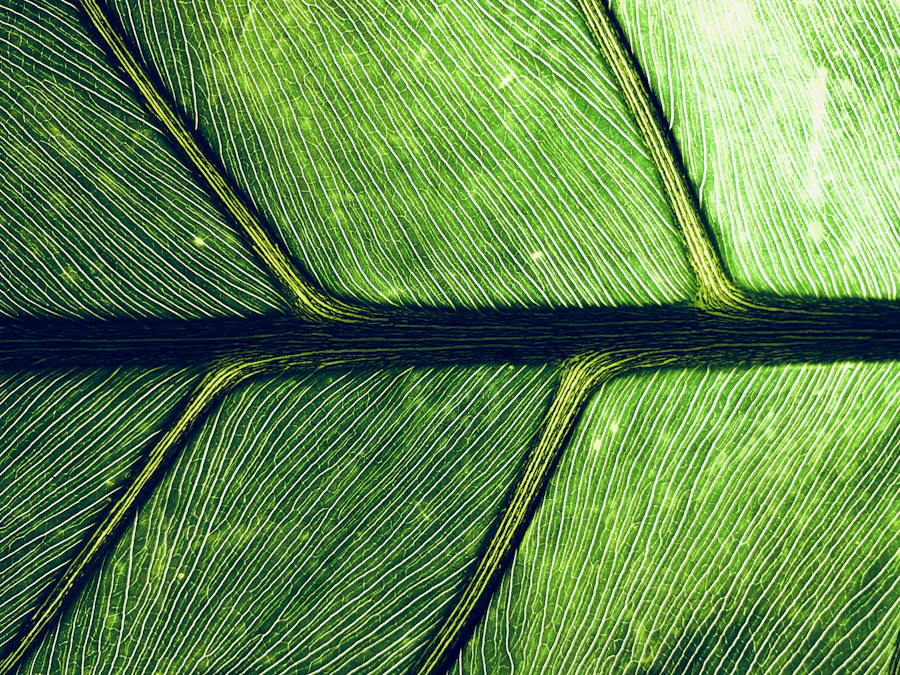 Close-up of a bright green leaf showing fine parallel veins and a dark central midrib crossing the frame.