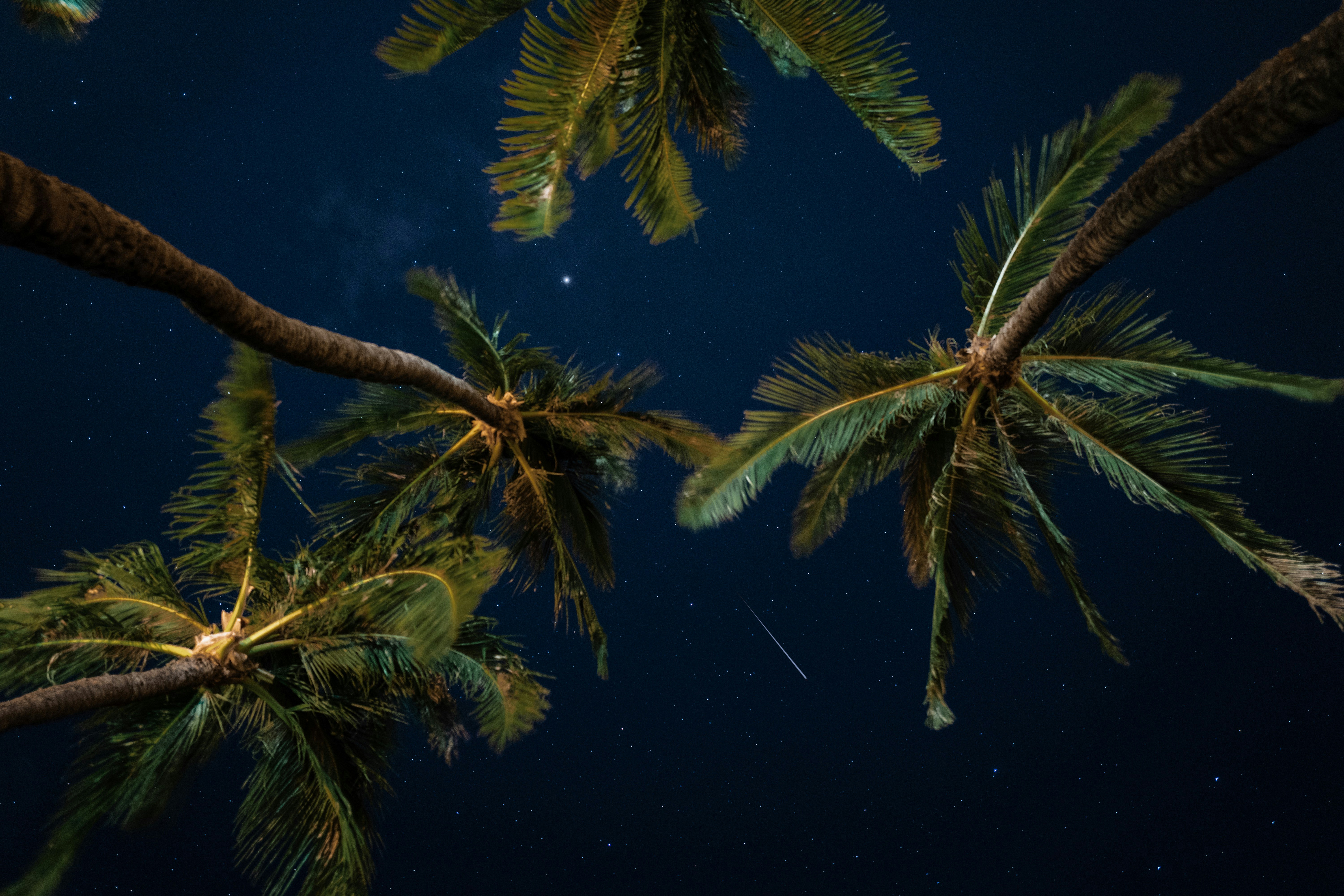 Palm fronds frame a star-filled night sky as a bright meteor streaks across the scene, capturing a tropical night moment.